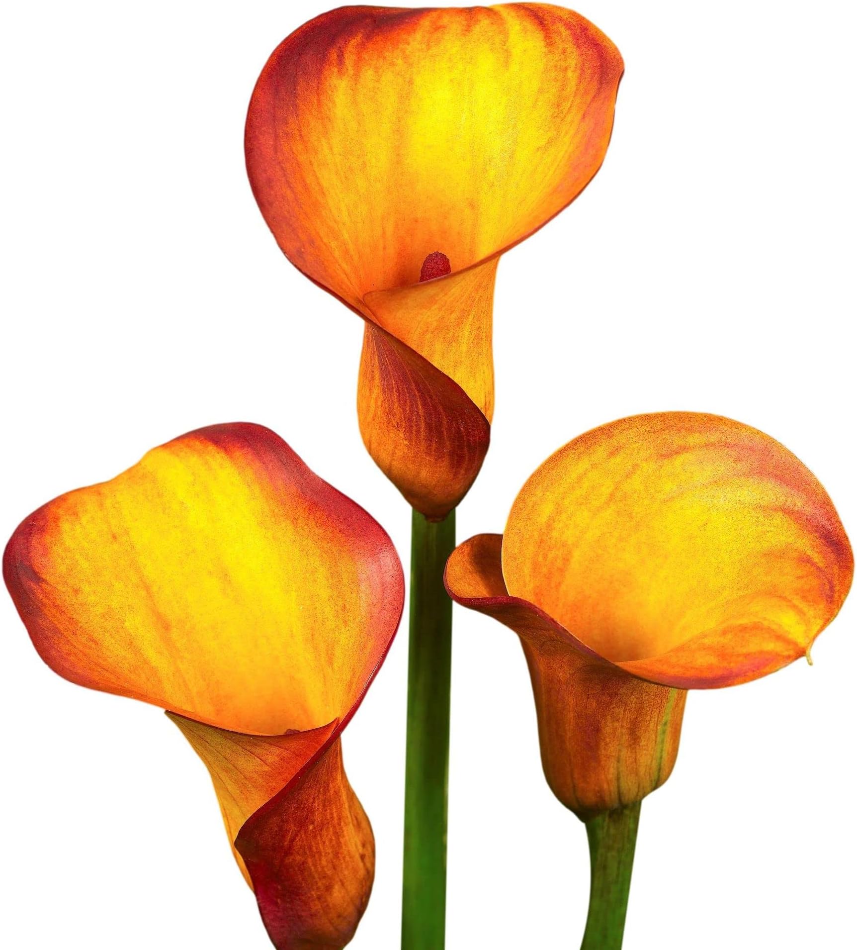 Amazon.com : Votaniki Red Calla Lily Bulbs - Long Lasting Blooms ...