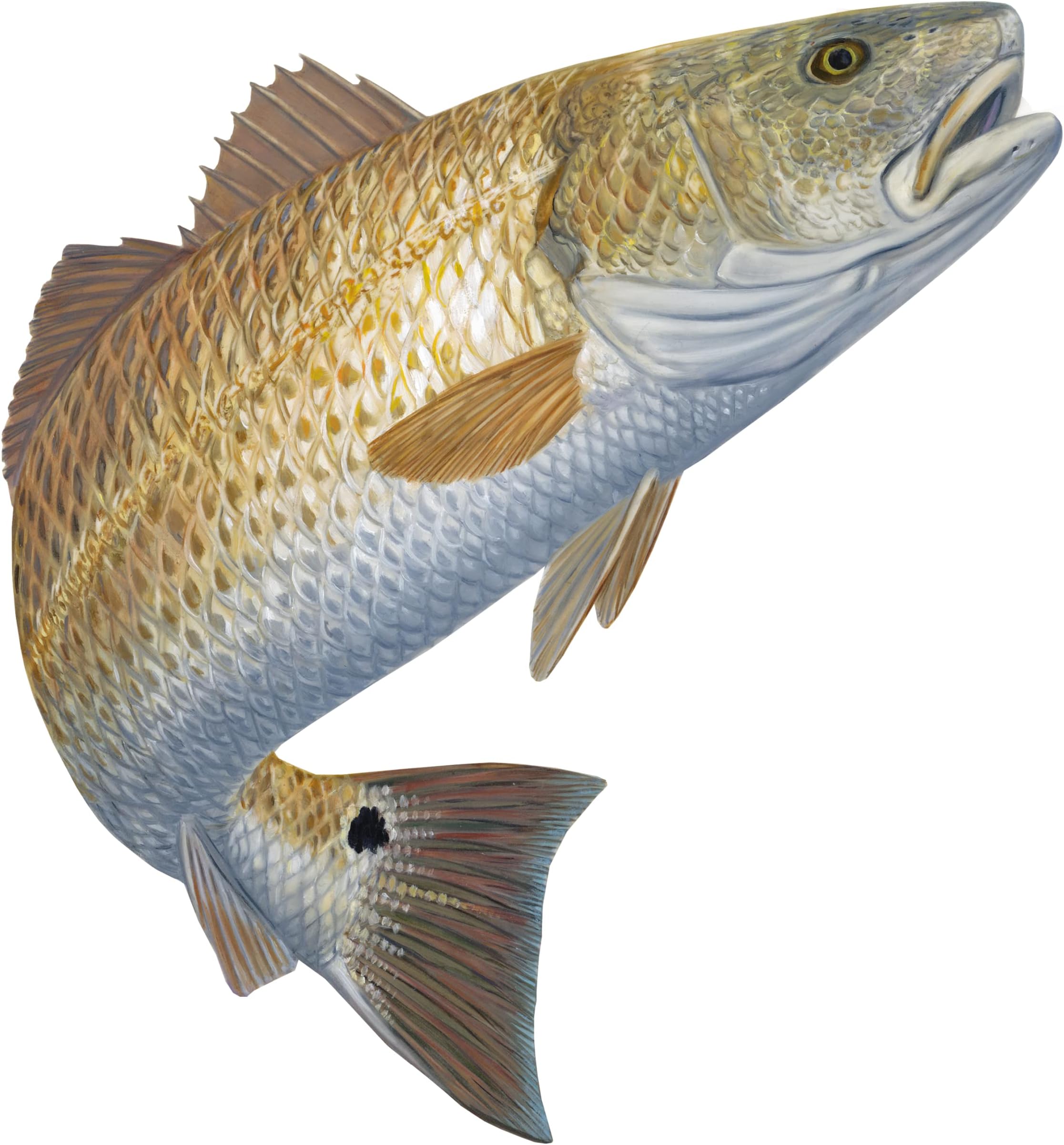 Amazon.com - Red Fish Swim Sticker Car Window Bumper Truck Boat Laptop ...