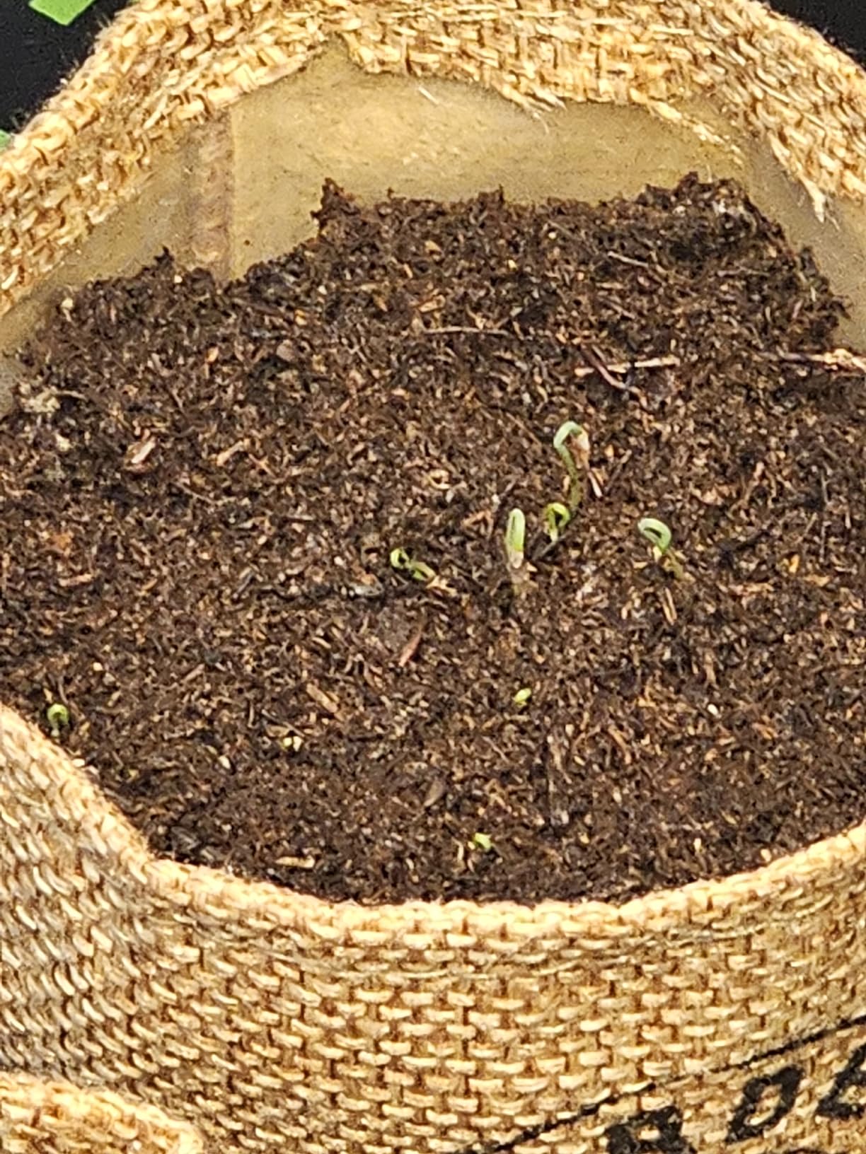 $9/mo - Finance Bonsai Tree Seed Starter Kit - Mini Bonsai Plant ...