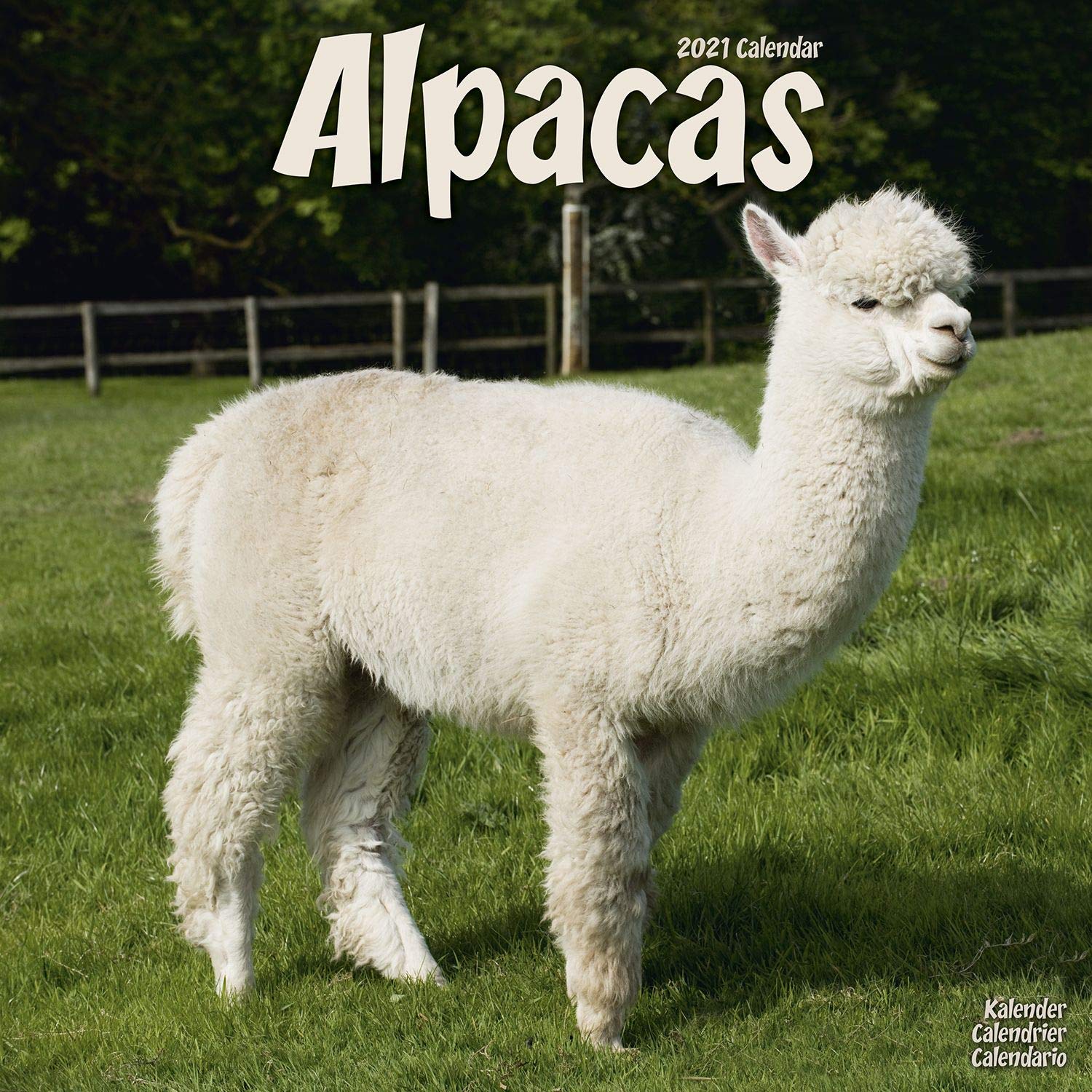 Alpaca Wall Calendar - Cute Animal Calendar - Calendars 2020 - 2021 ...