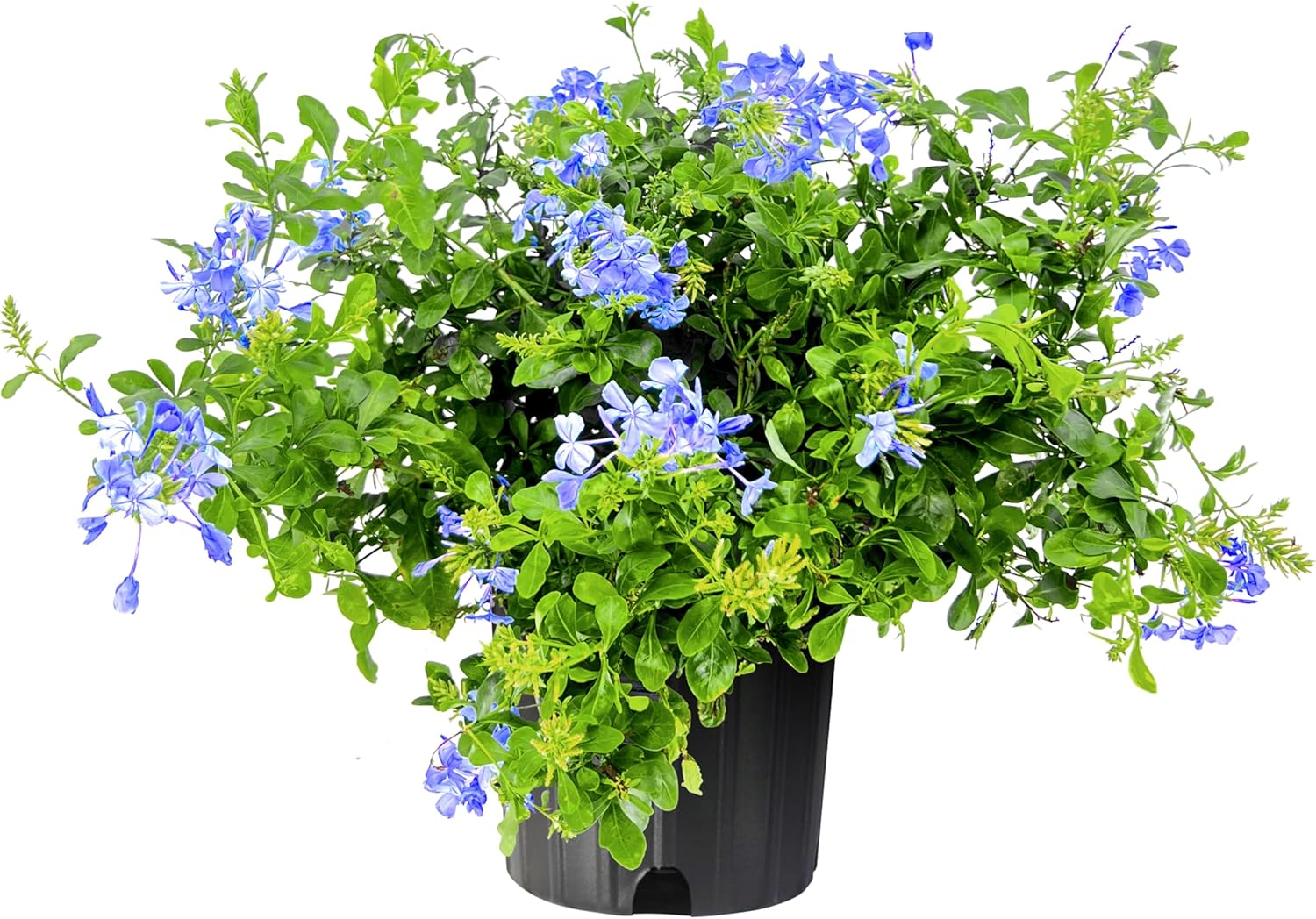 Amazon.com : Plumbago Imperial Blue | 1 Extra Large Trade 3 Gallon ...