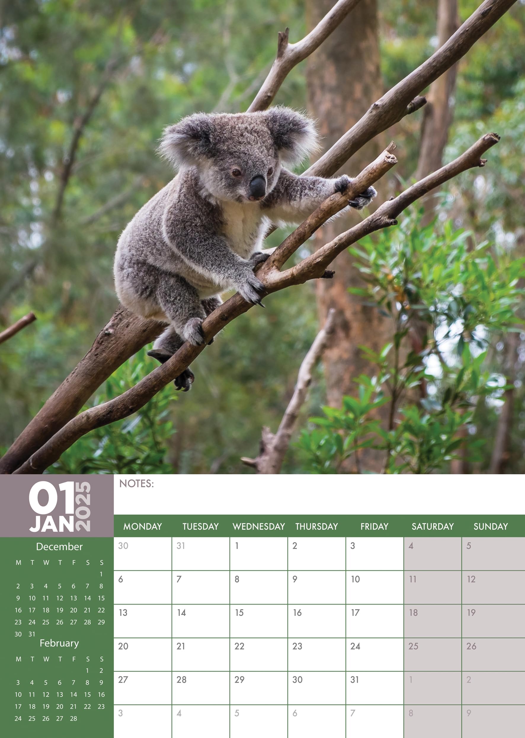 Koalas 2025 – A3 Size Wirobound Calendar – BigaMart