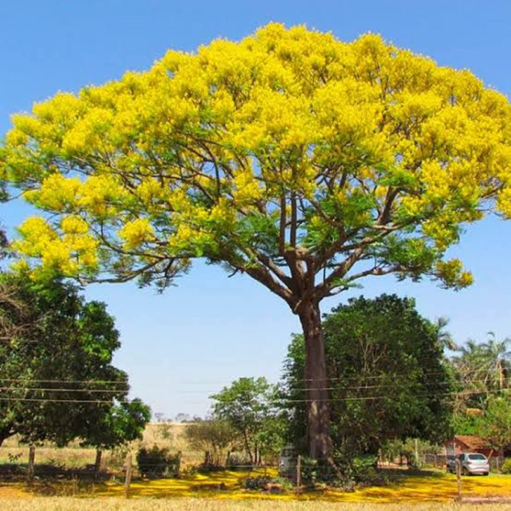 Yellow Jacaranda Tree