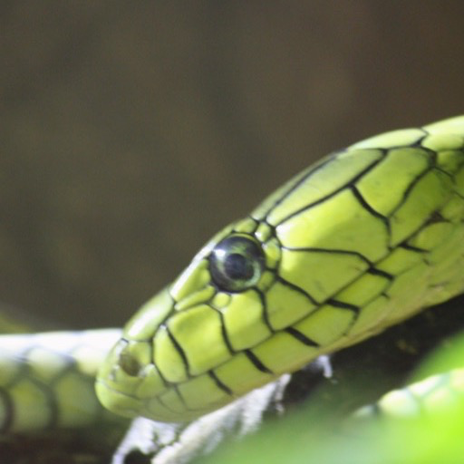Mamba Snake Wallpaper -- HD Wallpapers of Mamba Snakes! - App on Amazon ...