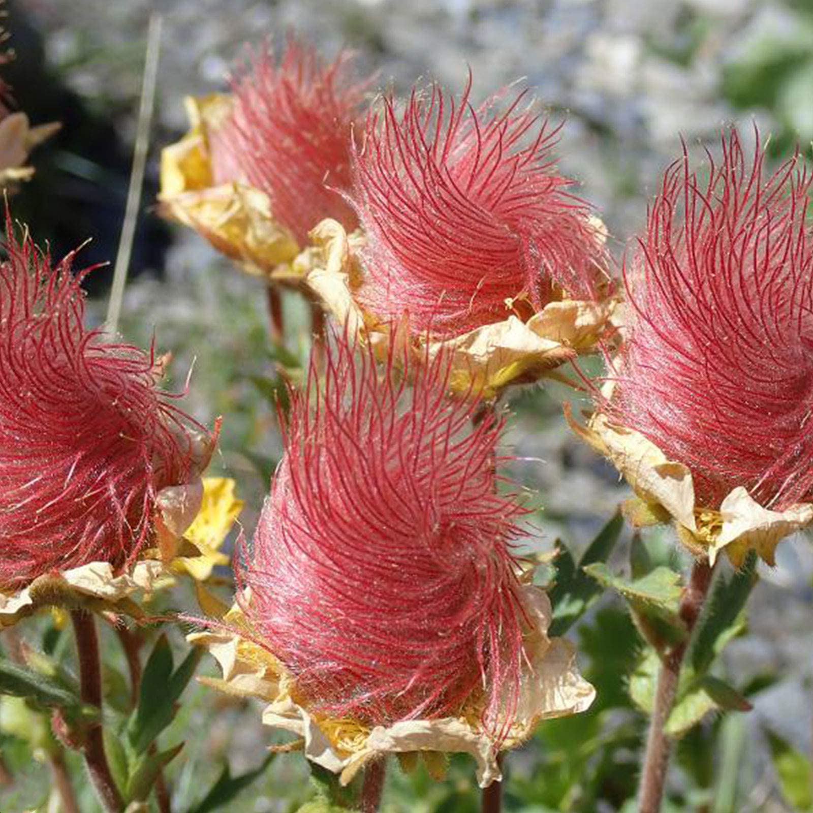 Local Us Prairie Smoke Seeds Erythrocoma Triflora Seed Geum Triflorum ...