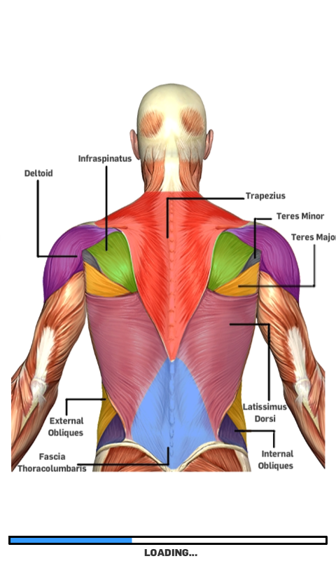 MUSCULAR ANATOMY GAME - App on Amazon Appstore