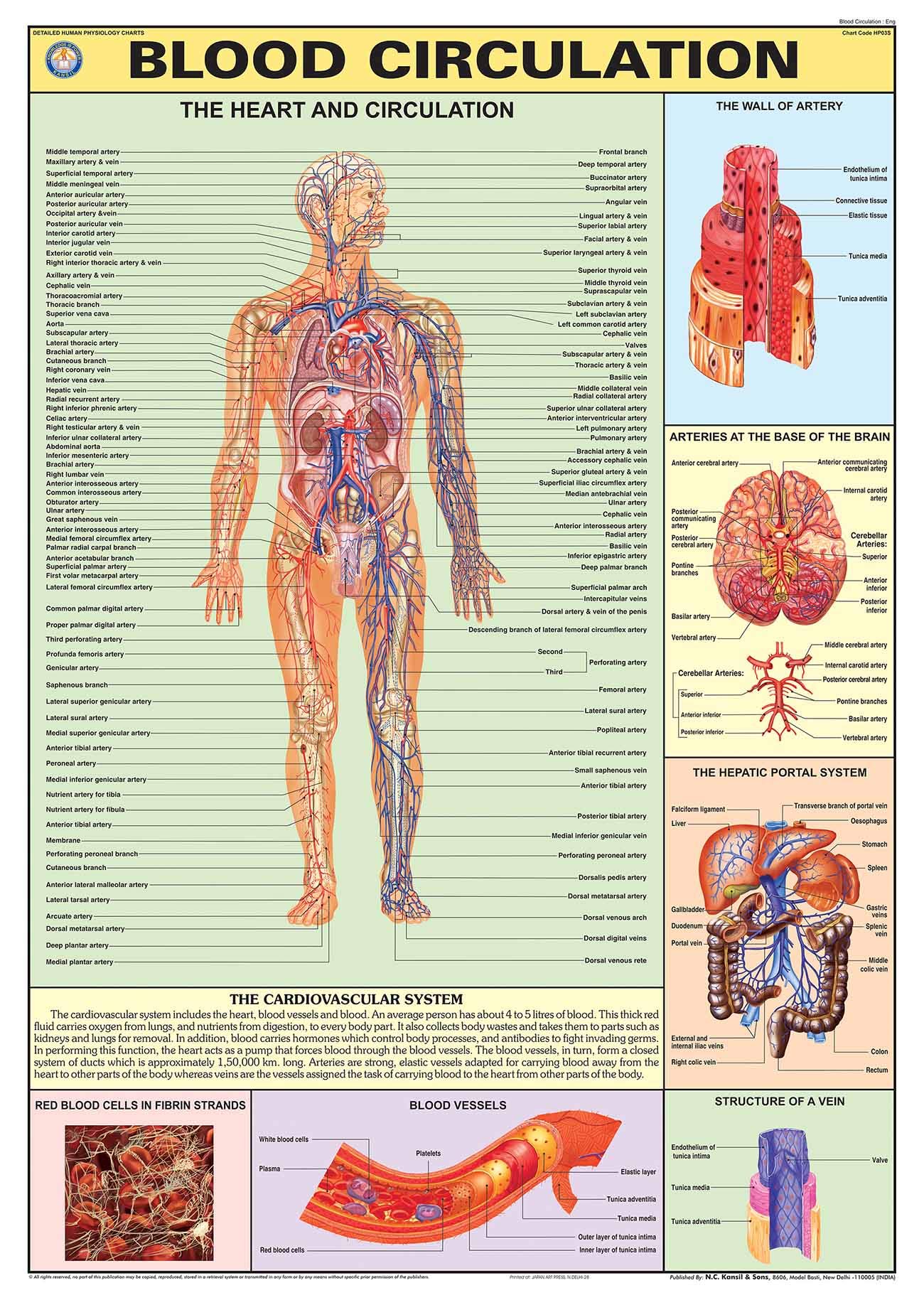 Blood Circulation Diagram
