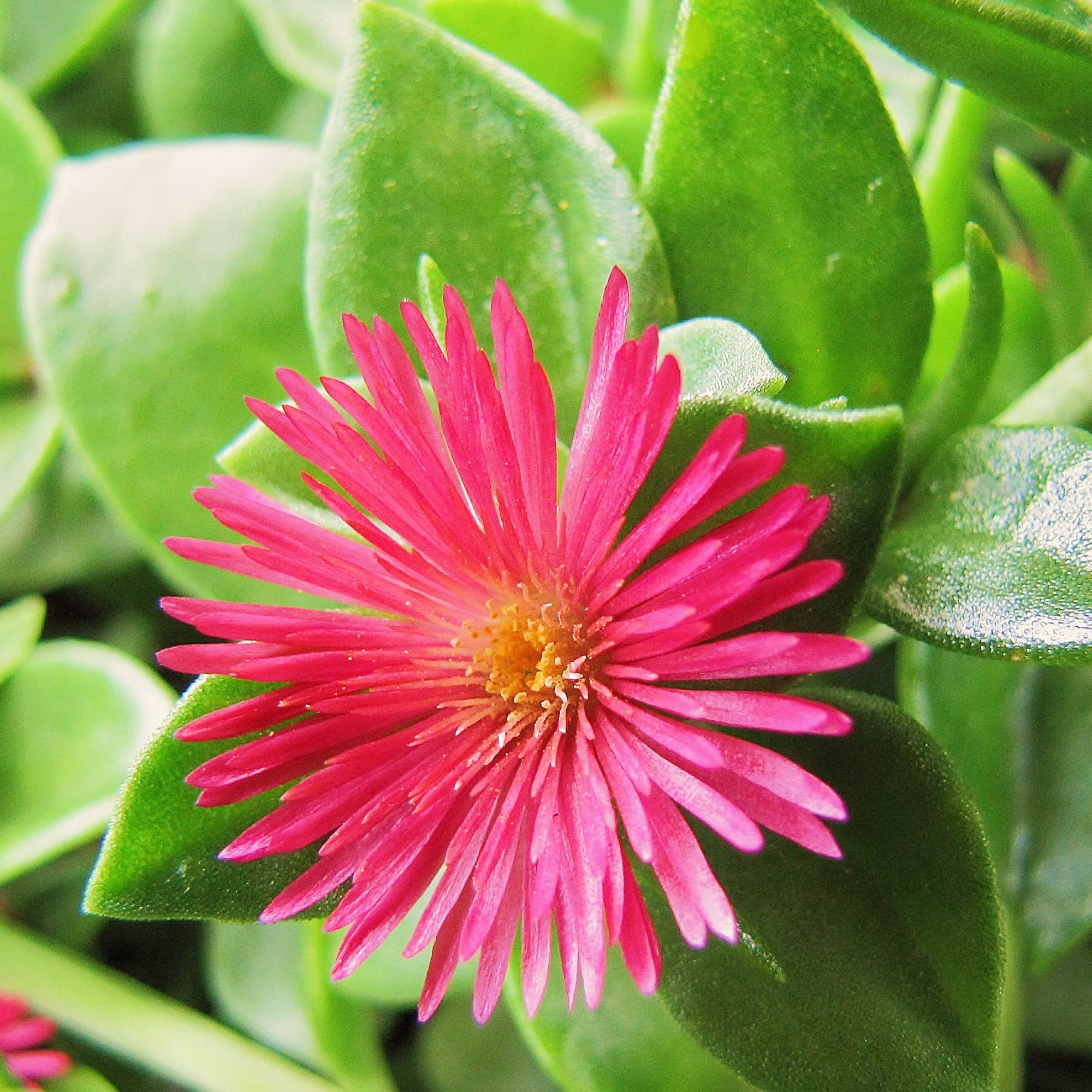 Amazon.com : Red Ice Plant Evergreen Attracts Butterflies Deer ...
