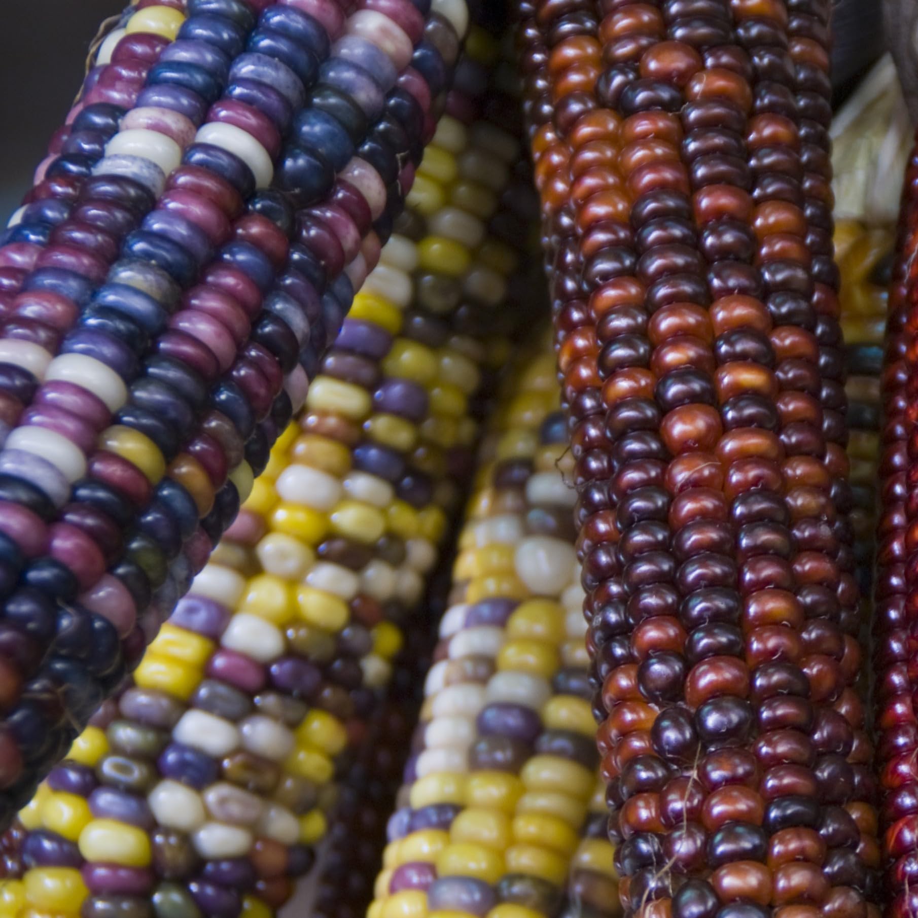 Suttons Sweet Corn Seeds - F1 Swift, Sweetcorn Seeds, Poaceae mays, 35 ...