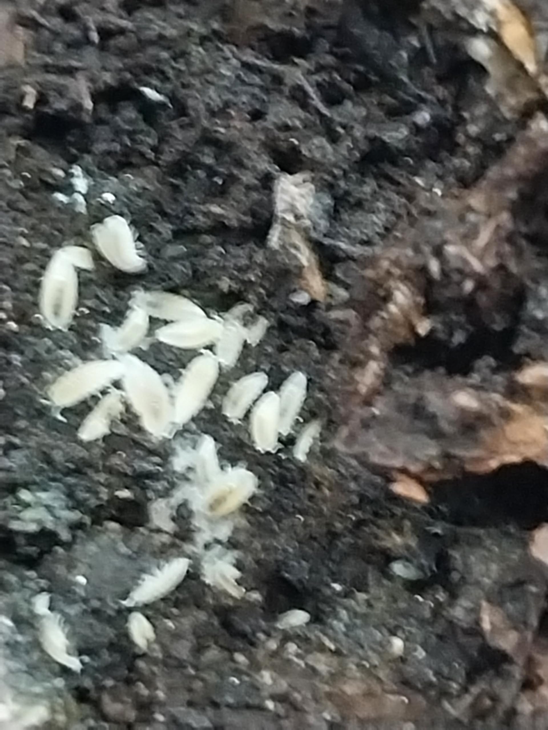 Buy Isopod and Springtail Combo Pack of 3, 20 Dwarf White Isopods ...