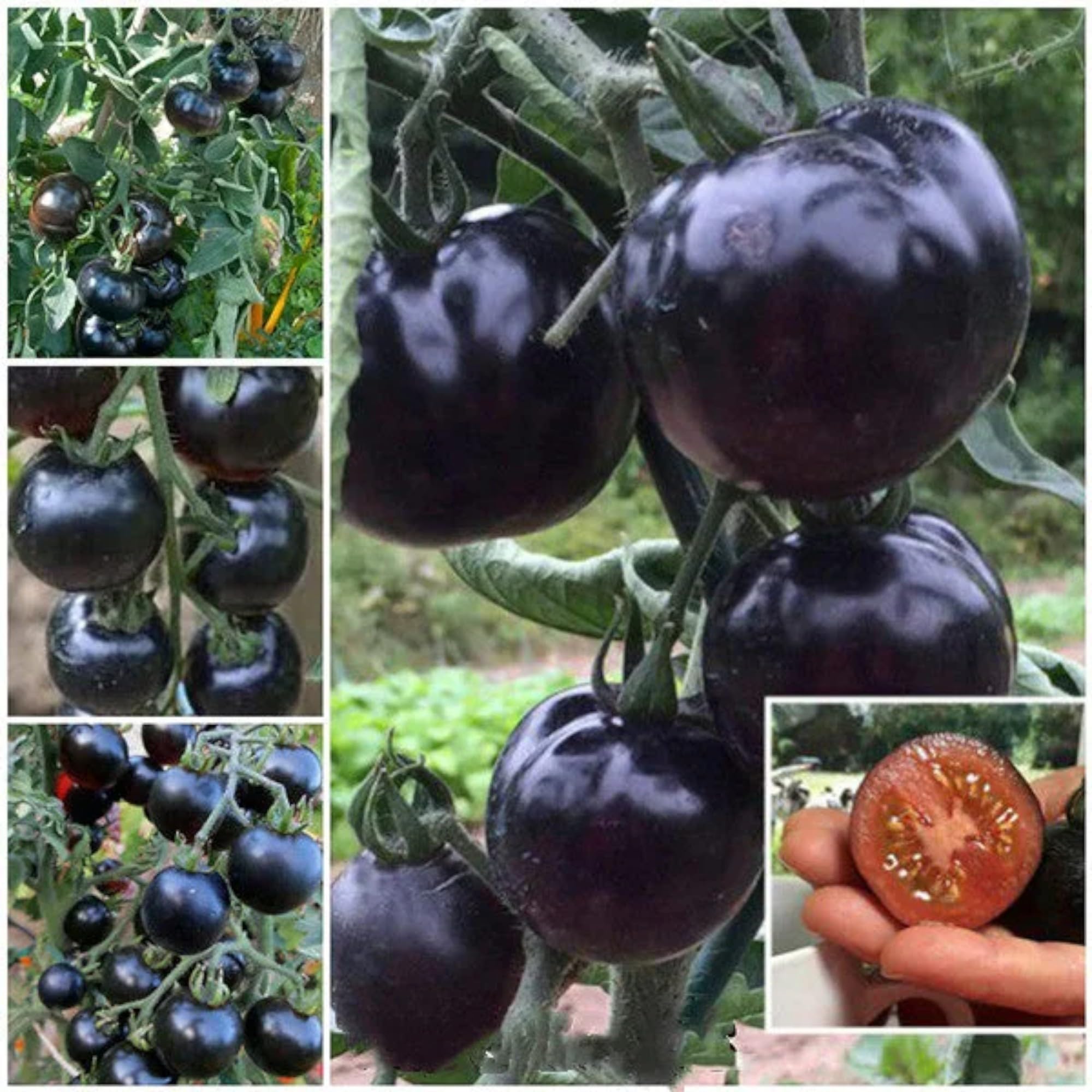Amazon.com : ZEshops 100pcs European Black Cherry Tomato Seeds - Heirloom, Non-GMO, Rich Flavor ...