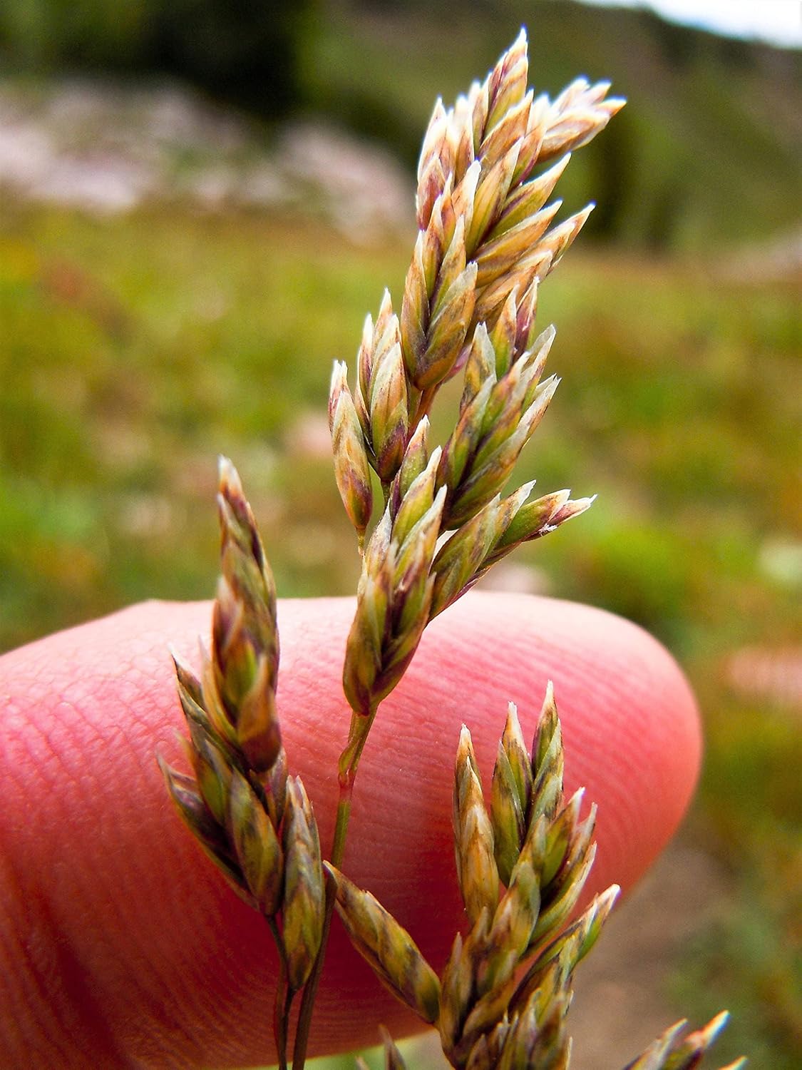 Amazon.com : 500 MUTTONGRASS POA Fendleriana Eragrostis Mutton Grass ...