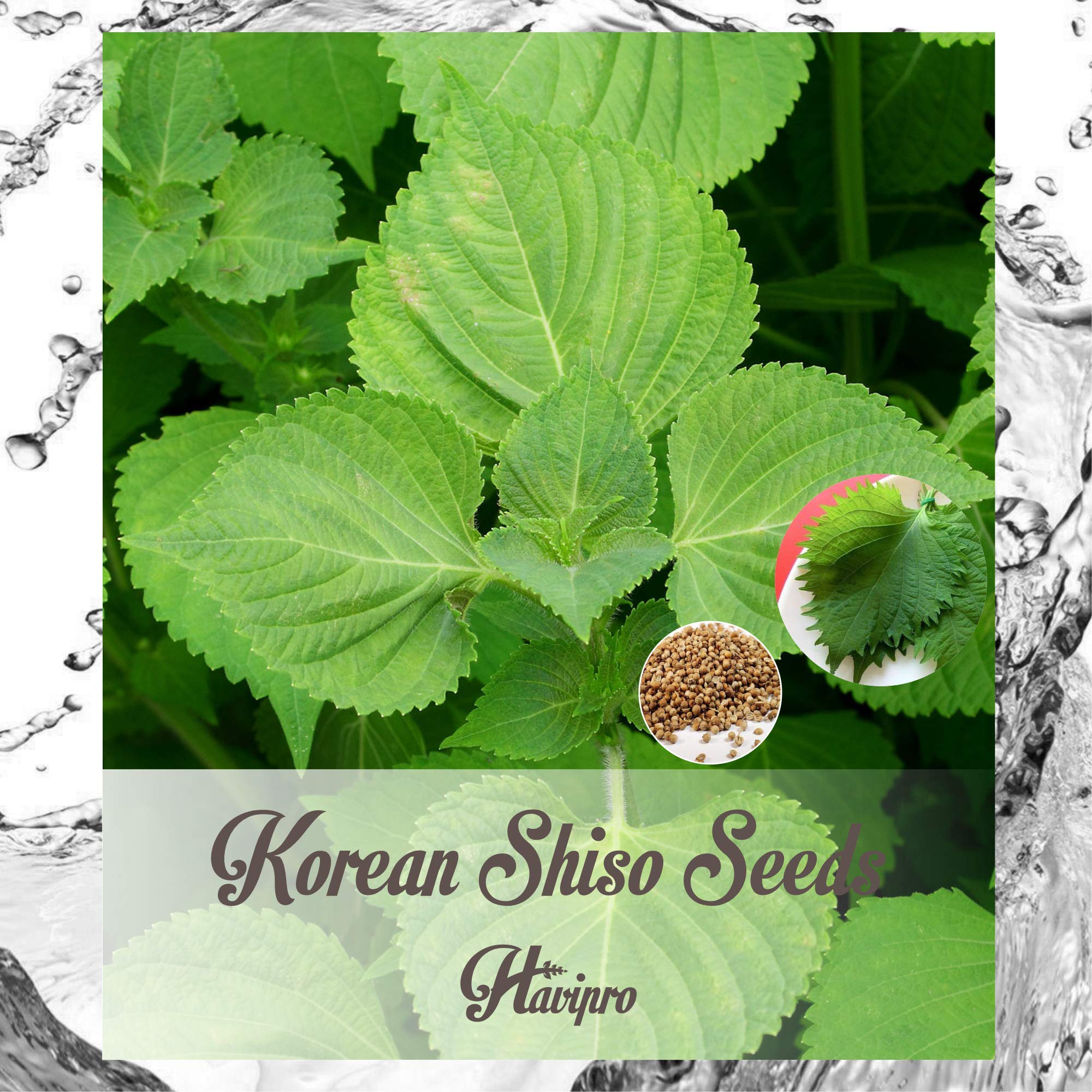 Buy Perilla - Korean Perilla - Korean Shiso - Green Shiso - Kaori Ao ...
