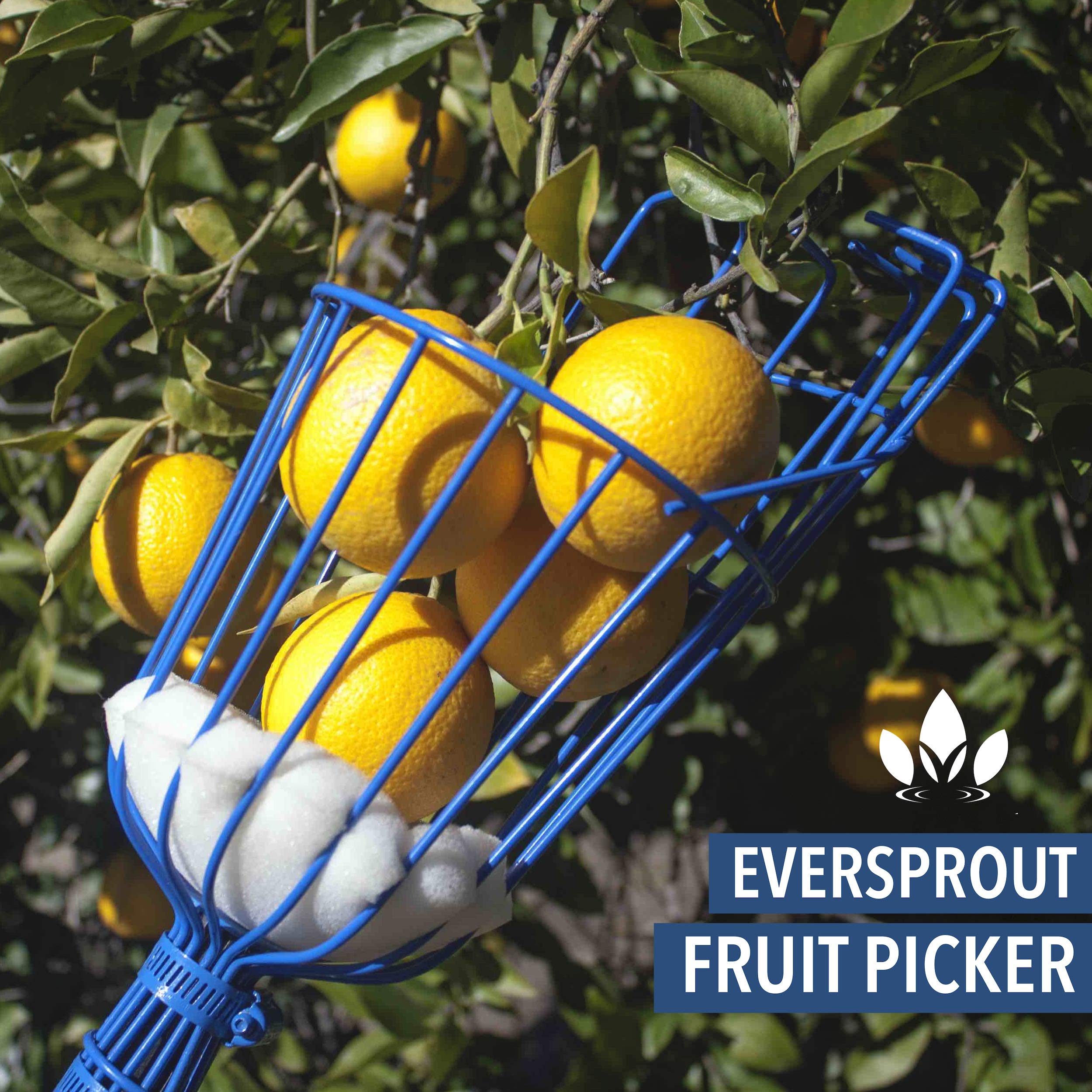Buy EVERSPROUT 13-Foot Fruit Picker (20+ Foot Reach) | Telescoping ...