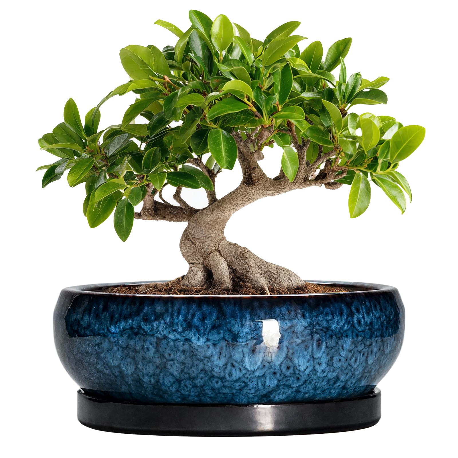 7 Best Large Ceramic Plant Pot | Ceramic Pots That Won't Crack