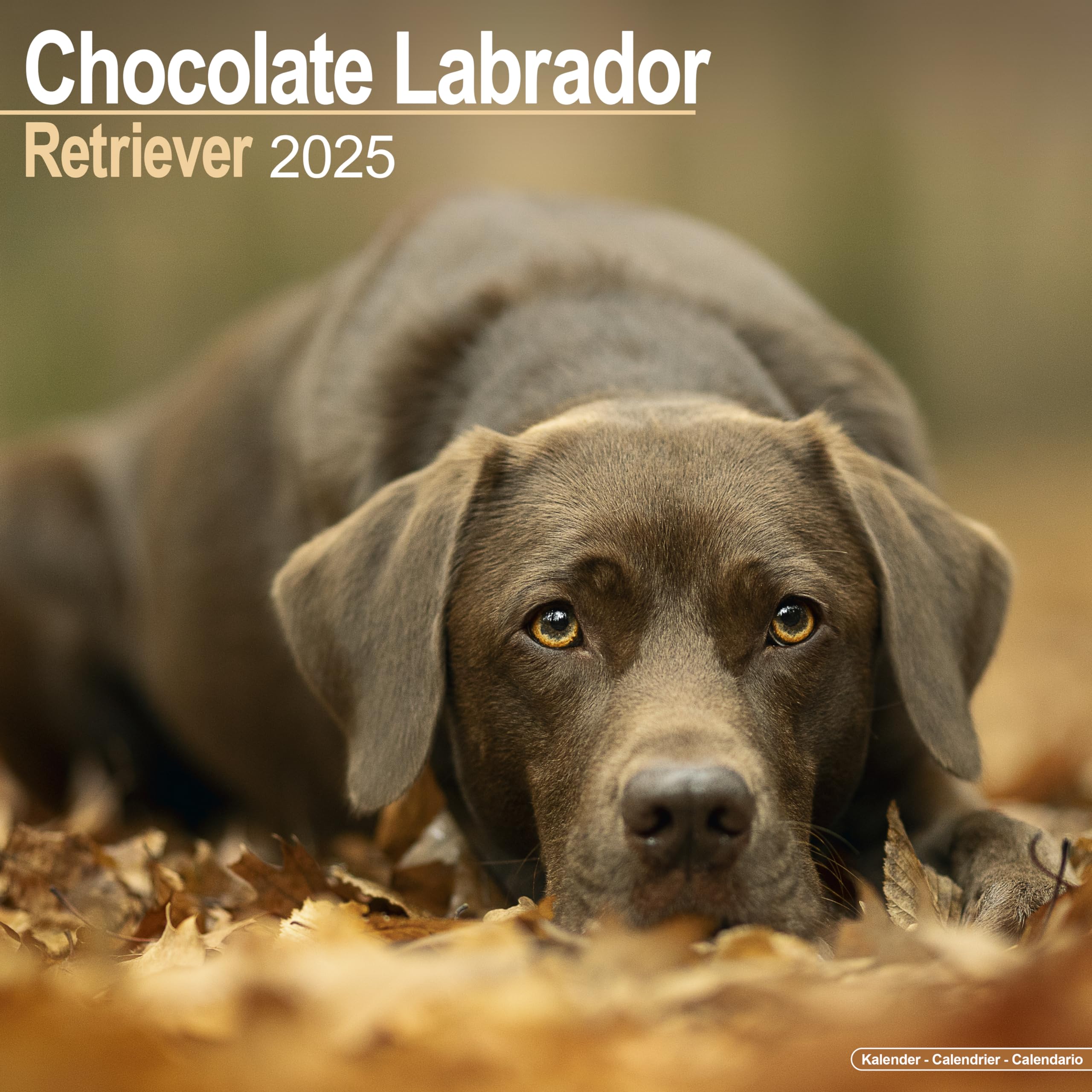 Chocolate Labrador Retriever 2025 Square Wall Calendar | Dog Breed ...