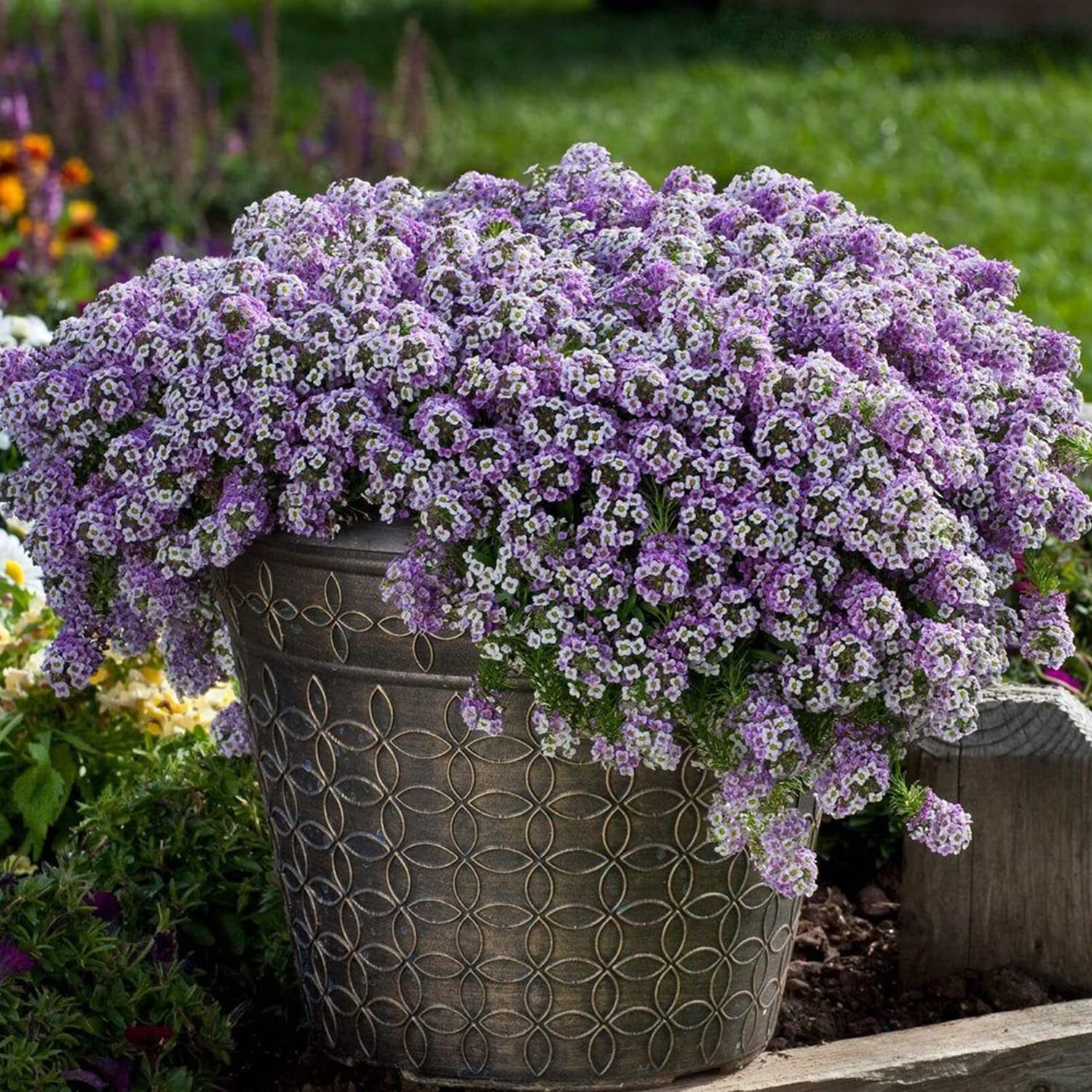 Fragrant Ground Cover Plants STEPABLES.COM Plants That Tolerate Foot