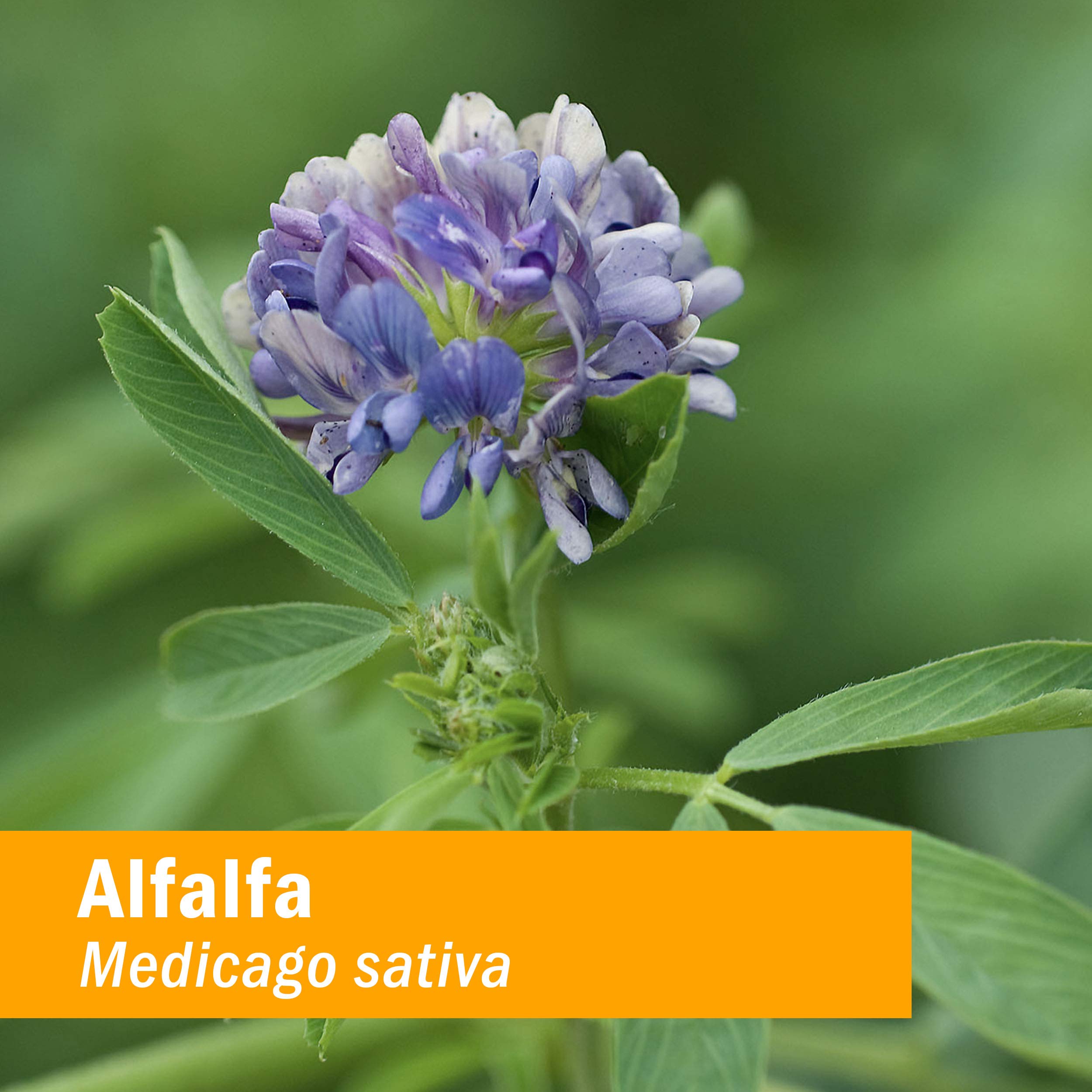 Alfalfa Planta
