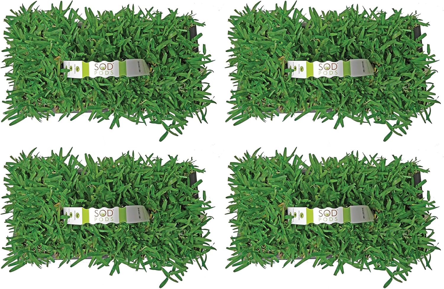Amazon.com : SodPods® St. Augustine Seville Grass Plugs for Lawn Repair ...