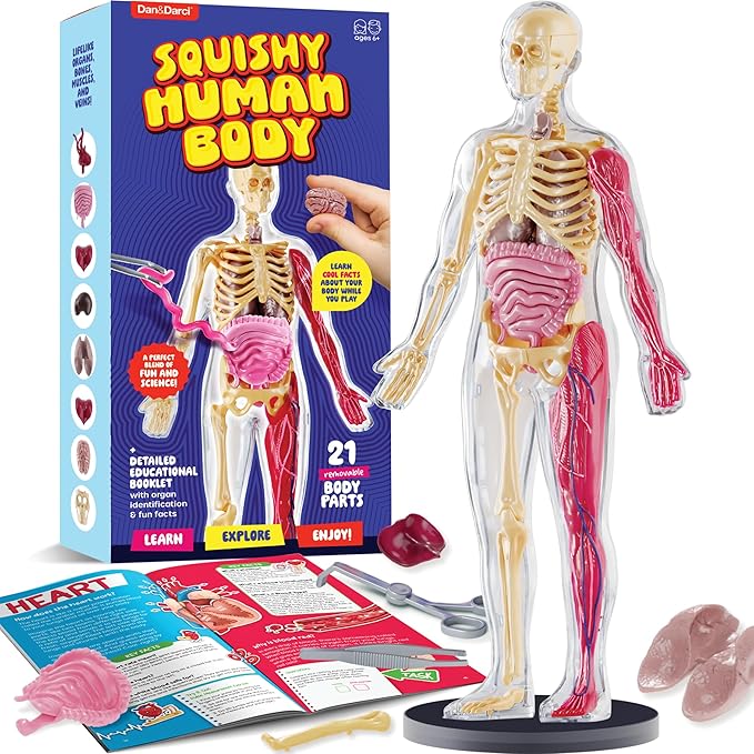Amazon.com: Human Anatomy Squishy Body Model - Science Kits for Kids ...