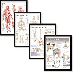 4 Pack - Framed Anatomical Art Print Set: Muscular Male, Skeletal ...