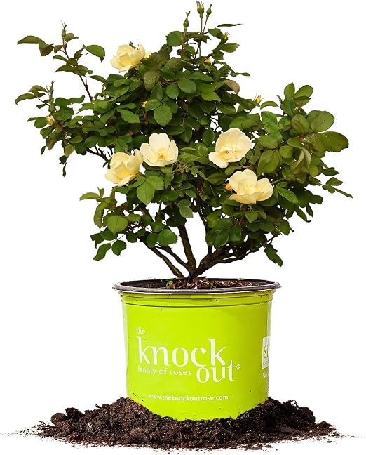 Amazon.com : Sunny Ko 3 Gallon : Patio, Lawn & Garden