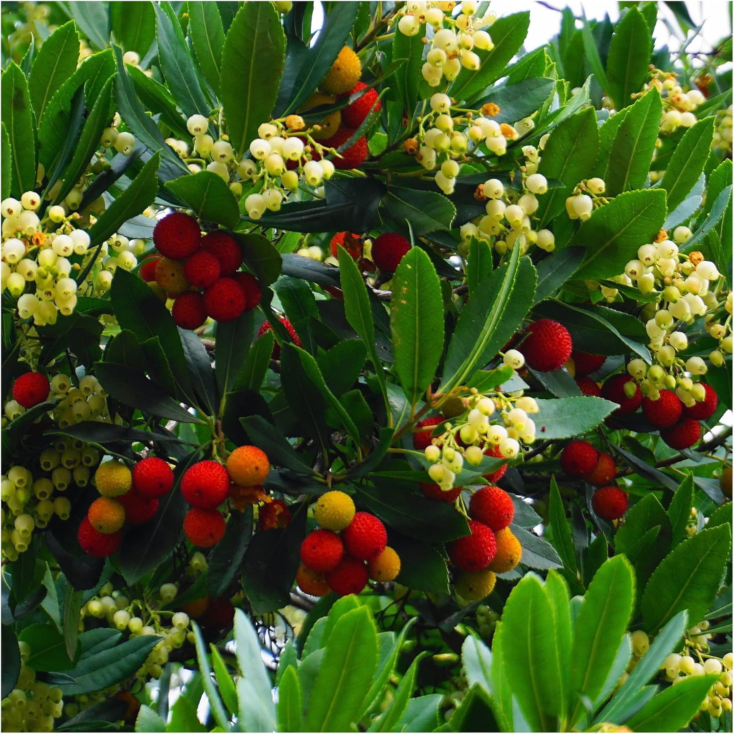Compact Strawberry Tree/Arbutus Unedo Compacta in 9cm Pot, Tasty Fruit ...