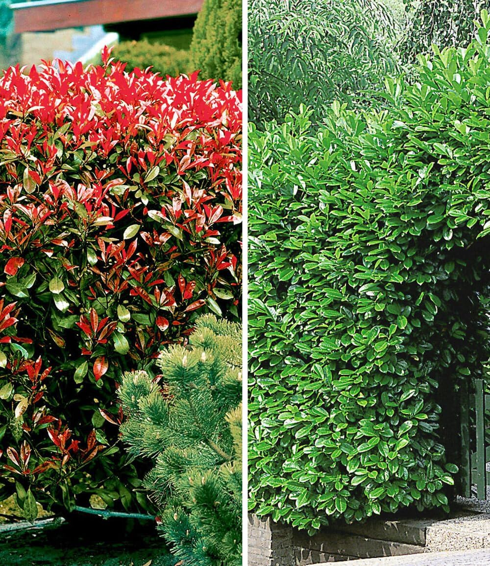 BALDUR Garten immergrün Photinia-Hecke 'Red Robin', 5 Pflanze ...