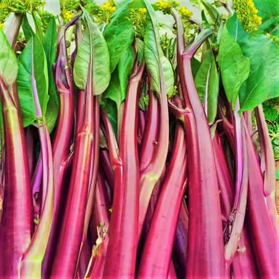 Amazon.com : TomorrowSeeds - Hon Tsai Tai Purple Yu Choy Sum Seeds ...