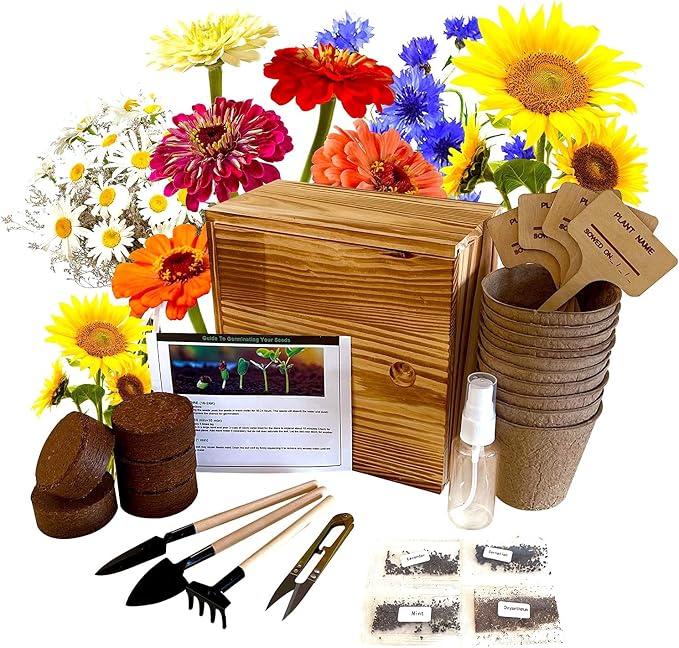 Amazon.com: Flower Daisy Starter Kit Indoors with 4 Seeds, Daisy ...