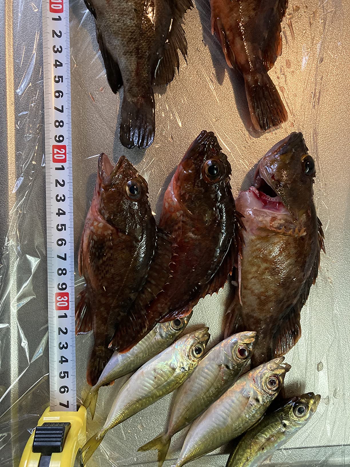 Amazon | フルカーボンソリッド TM TURINGMONKEY(ツリモン) 鱒レンジャー RZ 50S カーボン Mブラック (スピニングモデル(50S)) | ツリング モンキー ...