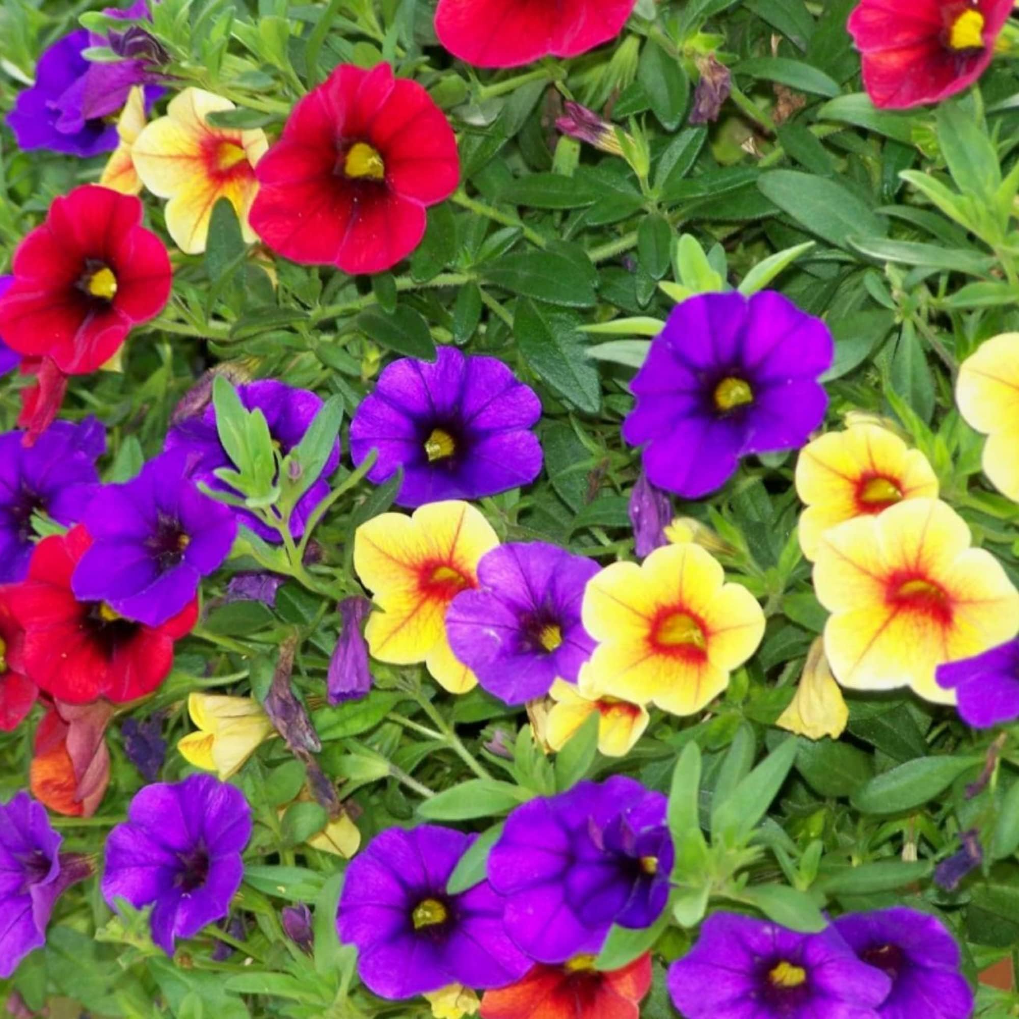 Amazon.com : Mixed Calibrachoa Seeds Million Bells Ornamental Low ...