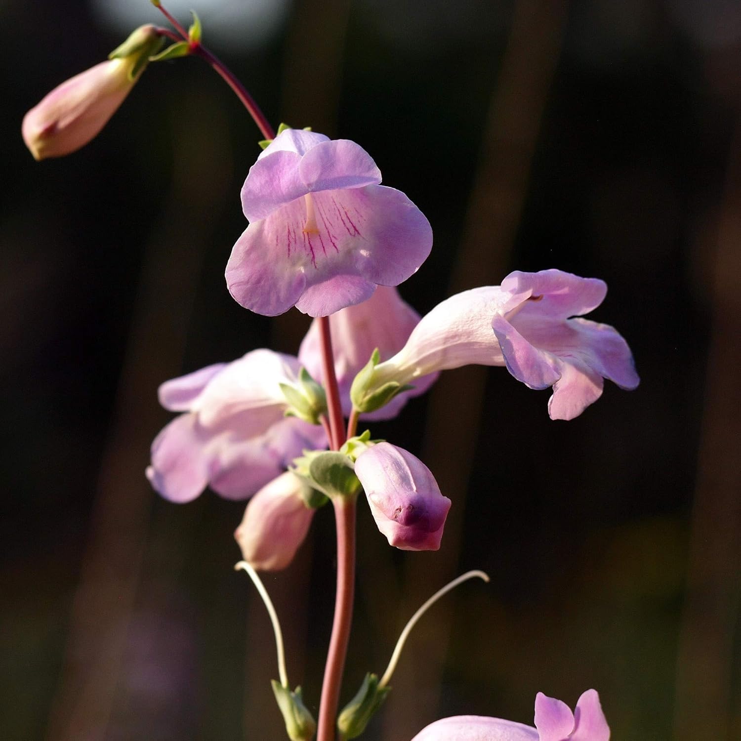Amazon.com : Outsidepride Shell-leaf Beardtongue Penstemon Seeds for ...