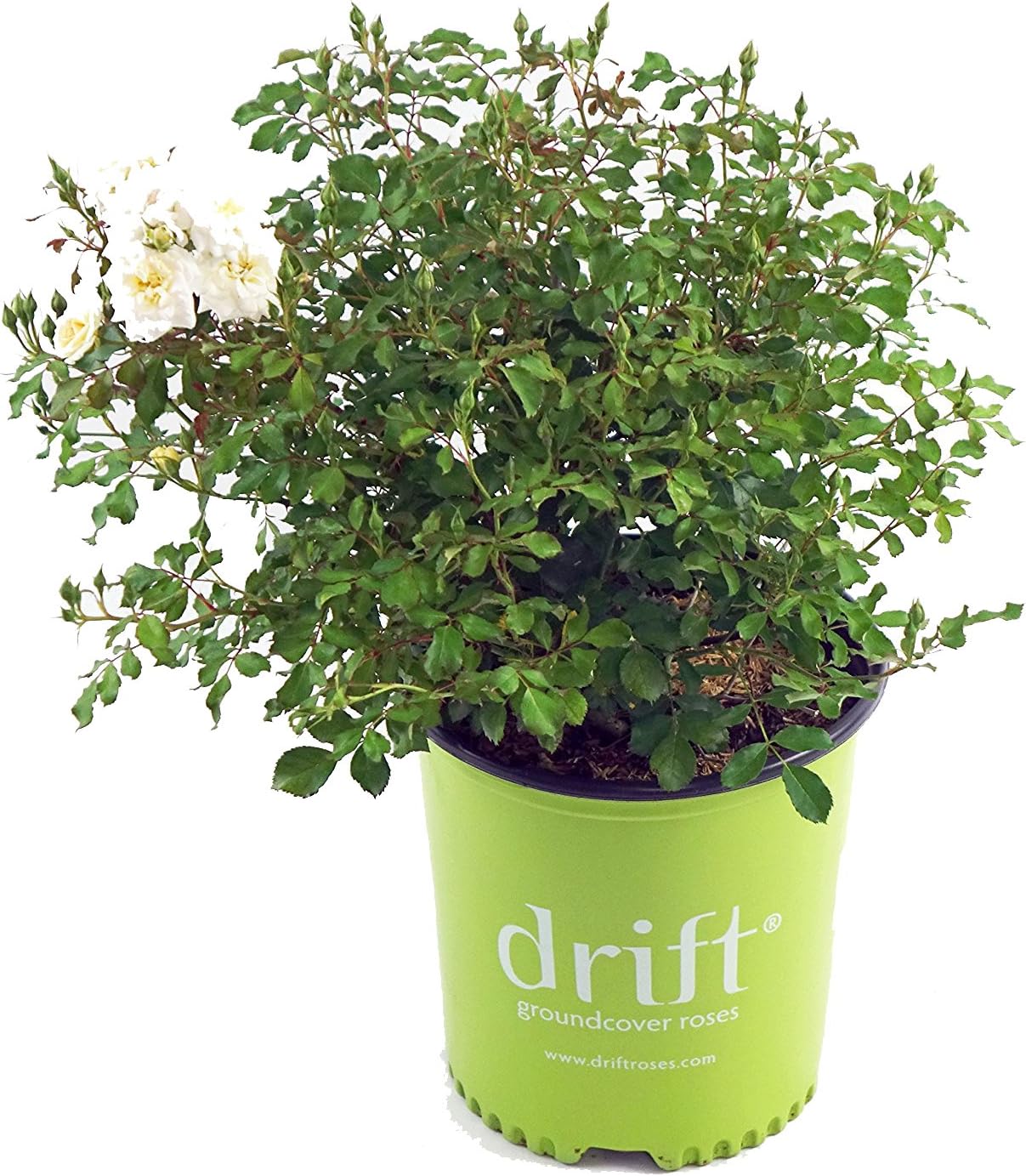 Amazon.com : White Drift® Groundcover Rose - Live Plant - (1 QT ...
