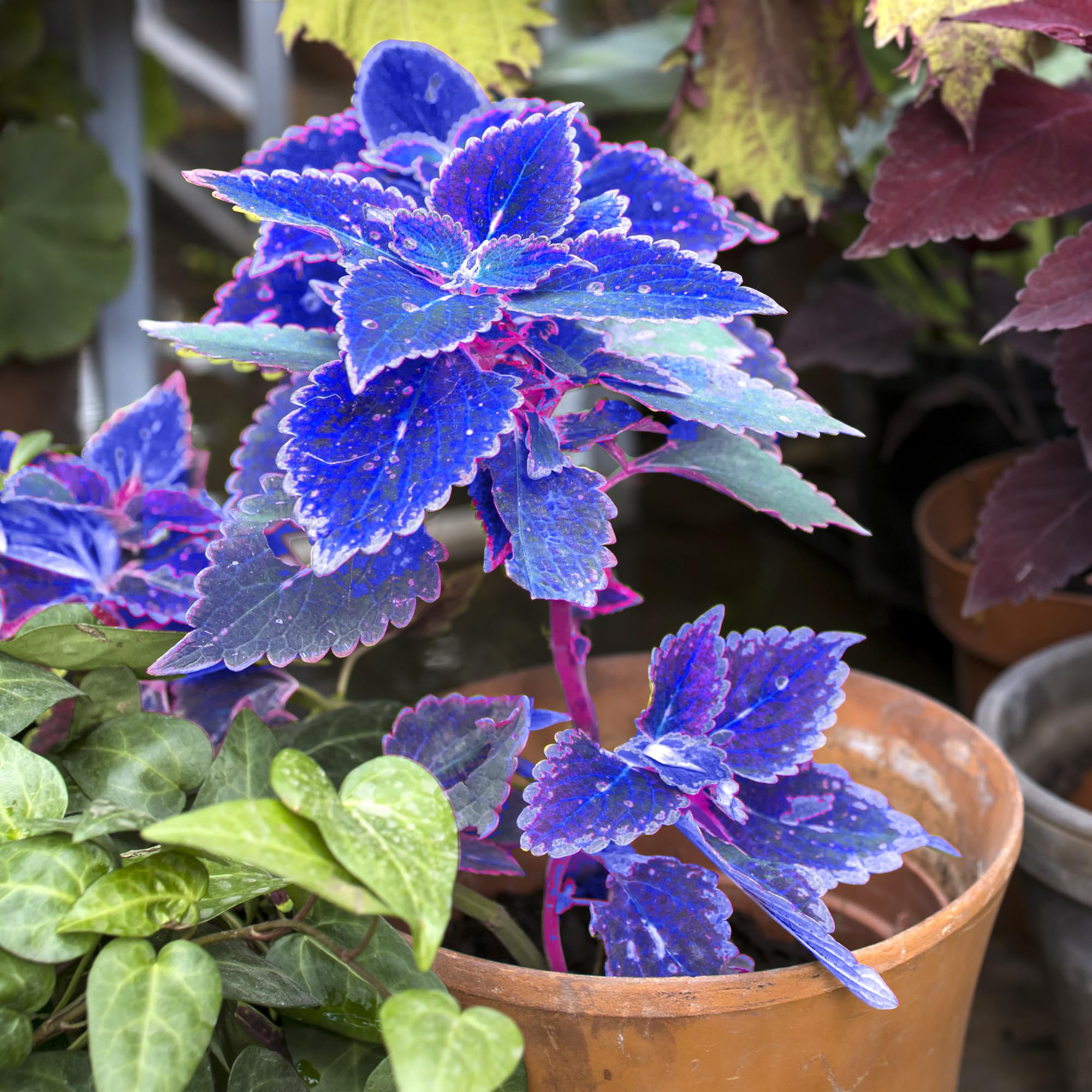 Amazon.com : PLATAGO Coleus Seeds for Planting Non-GMO Seeds Rare Blue ...