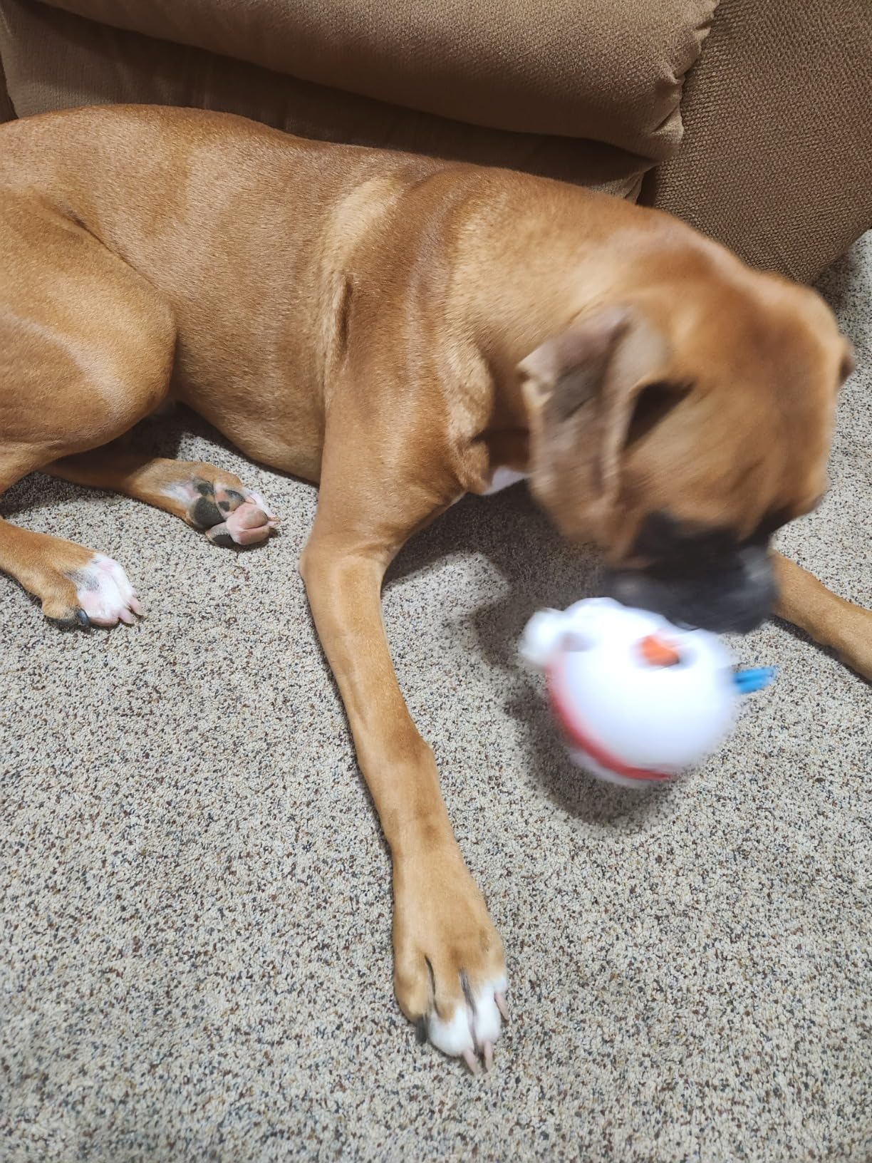 Amazon.com: Fisher-Price Bounce & Giggle - Cow : Toys & Games