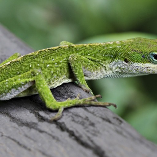 Lizard Wallpaper -- HD Wallpapers of Lizards! - App on the Amazon Appstore