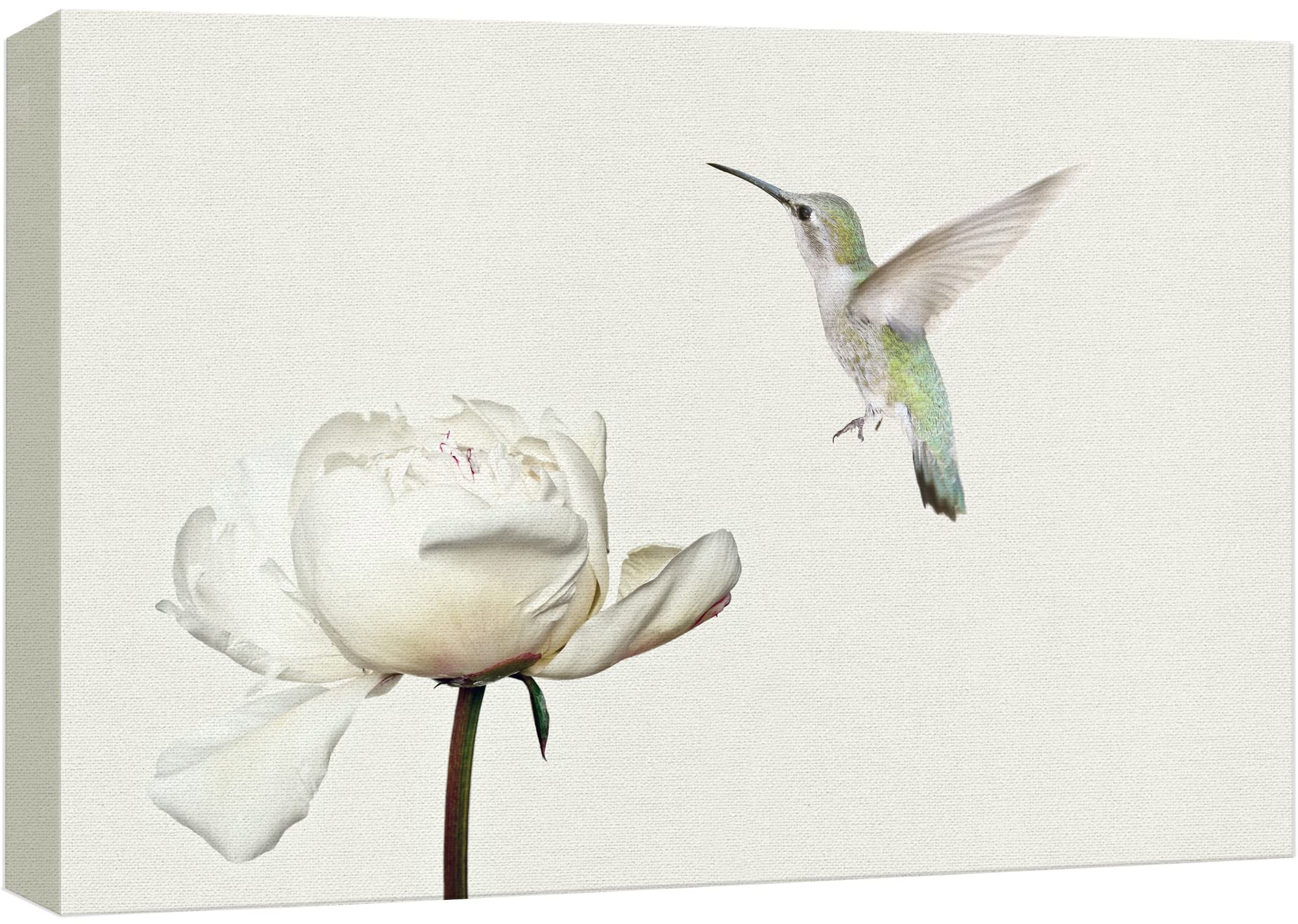 Amazon.com: wall26 Canvas Print Wall Art Hummingbird Flies On White ...