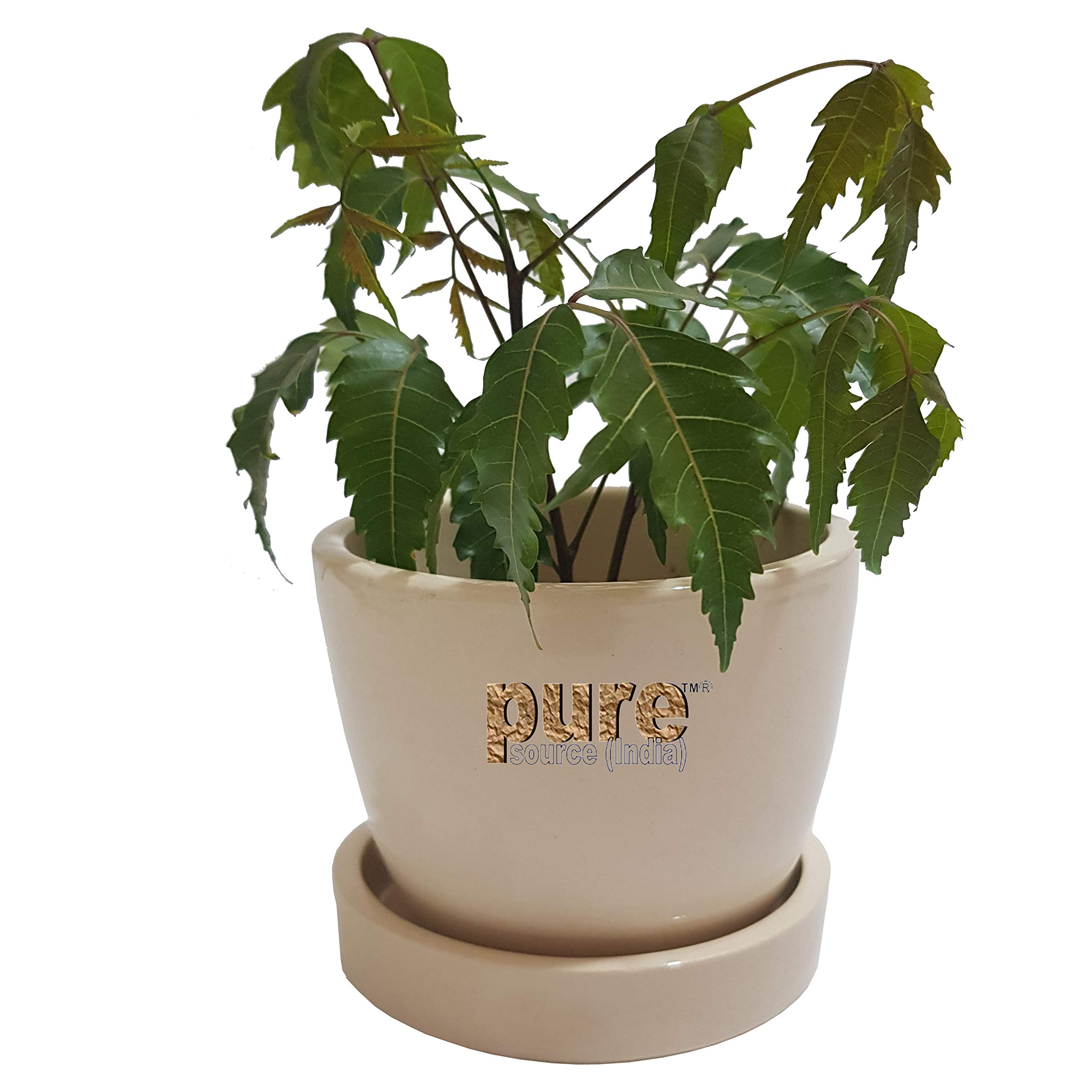 Pure Source India Ceramic Planter with Tray, Natural White, 4 Inch x 4 ...