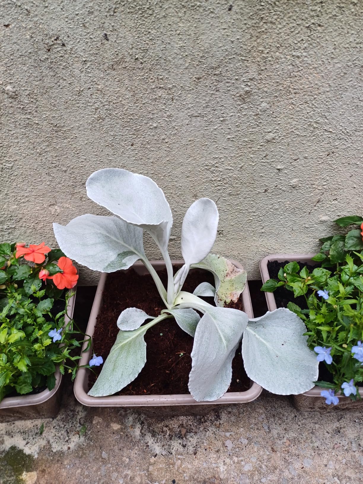 GardenersDream Senecio Angel Wings - Striking Evergreen Perennial ...