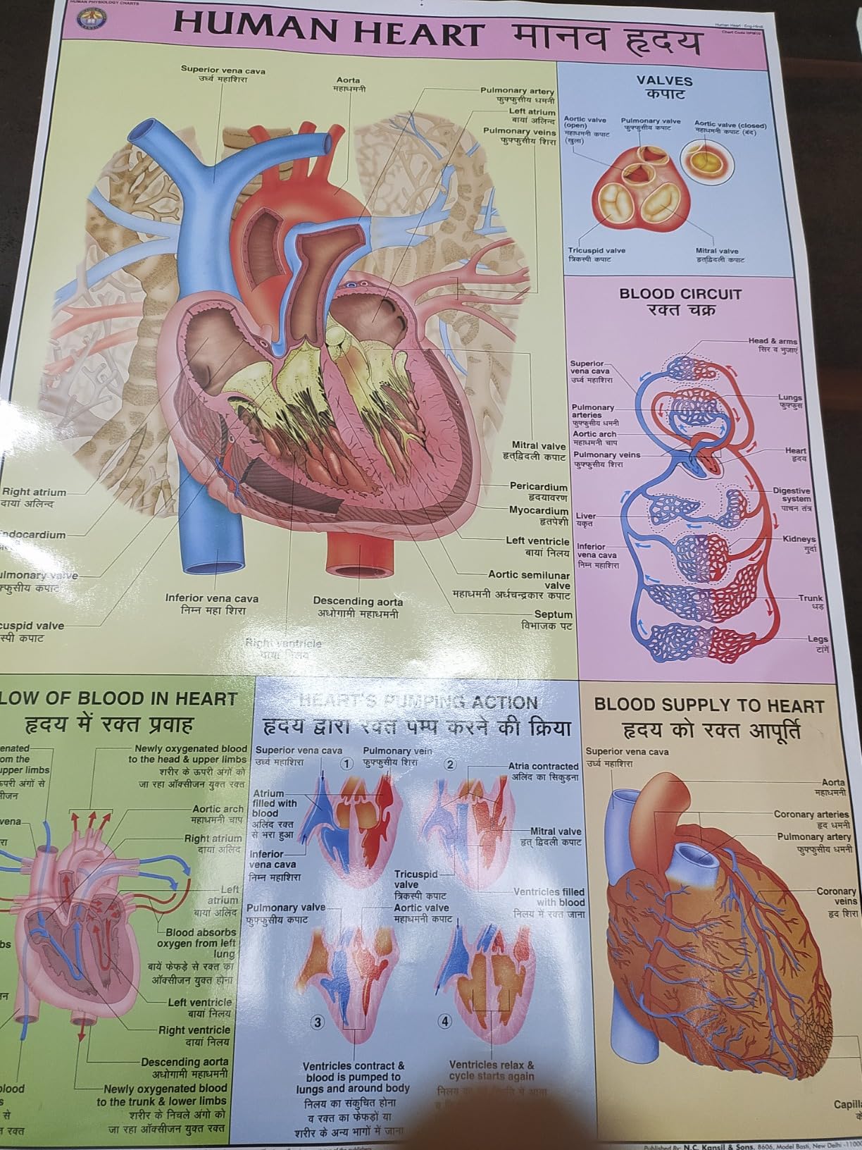 Buy HPM10 | TeachingNest | Human Heart Chart 70x100 cm | English ...