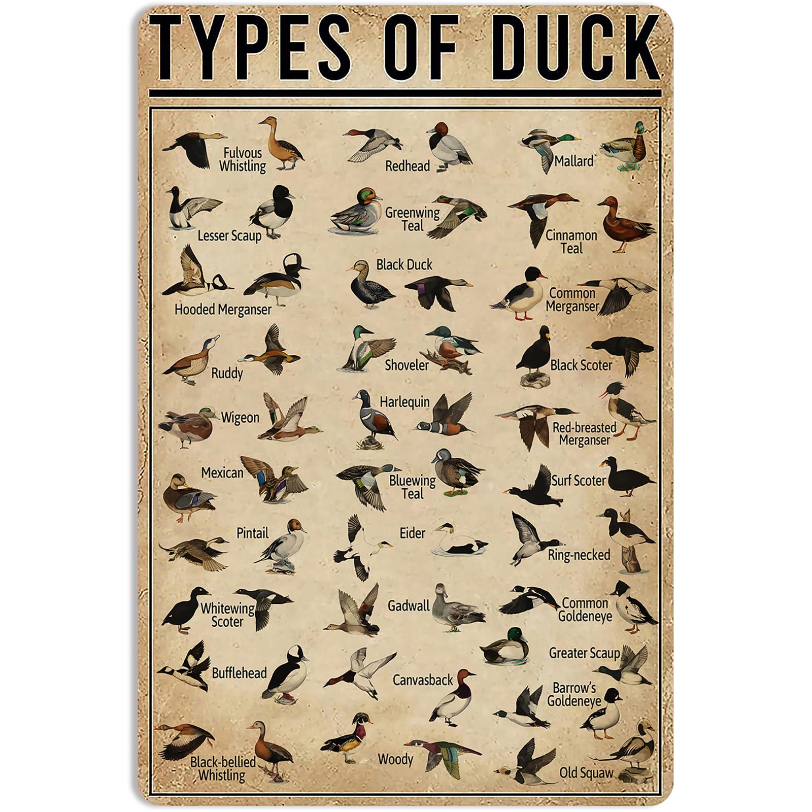 Amazon.com: NEGLAI Duck Knowledge Metal Poster Type Of Duck Metal Tin ...