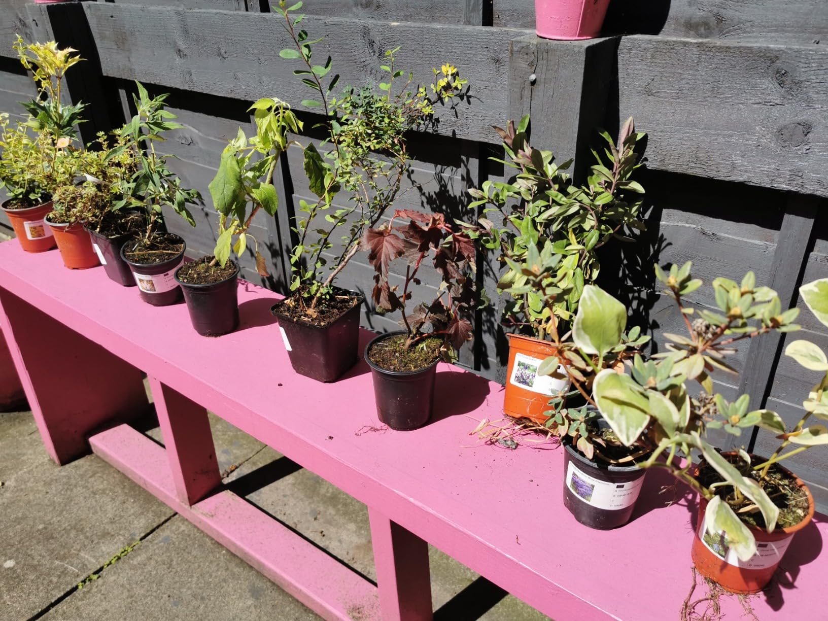 10 MIXED ESTABLISHED GARDEN SHRUBS * P9 POTS * NOT PLUG PLANTS ...