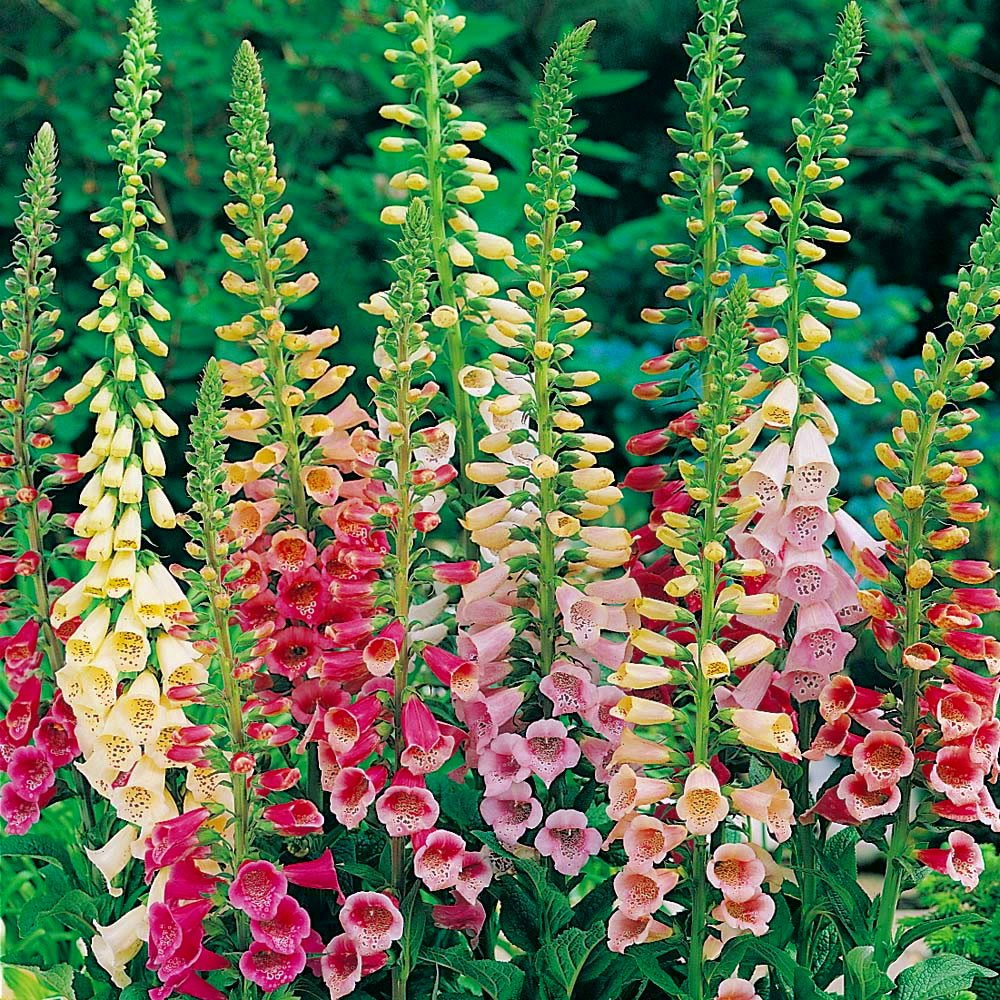 Amazon.com: Foxglove Excelsior Hybrid Mix 100 Seeds-Digitalis : Arts ...