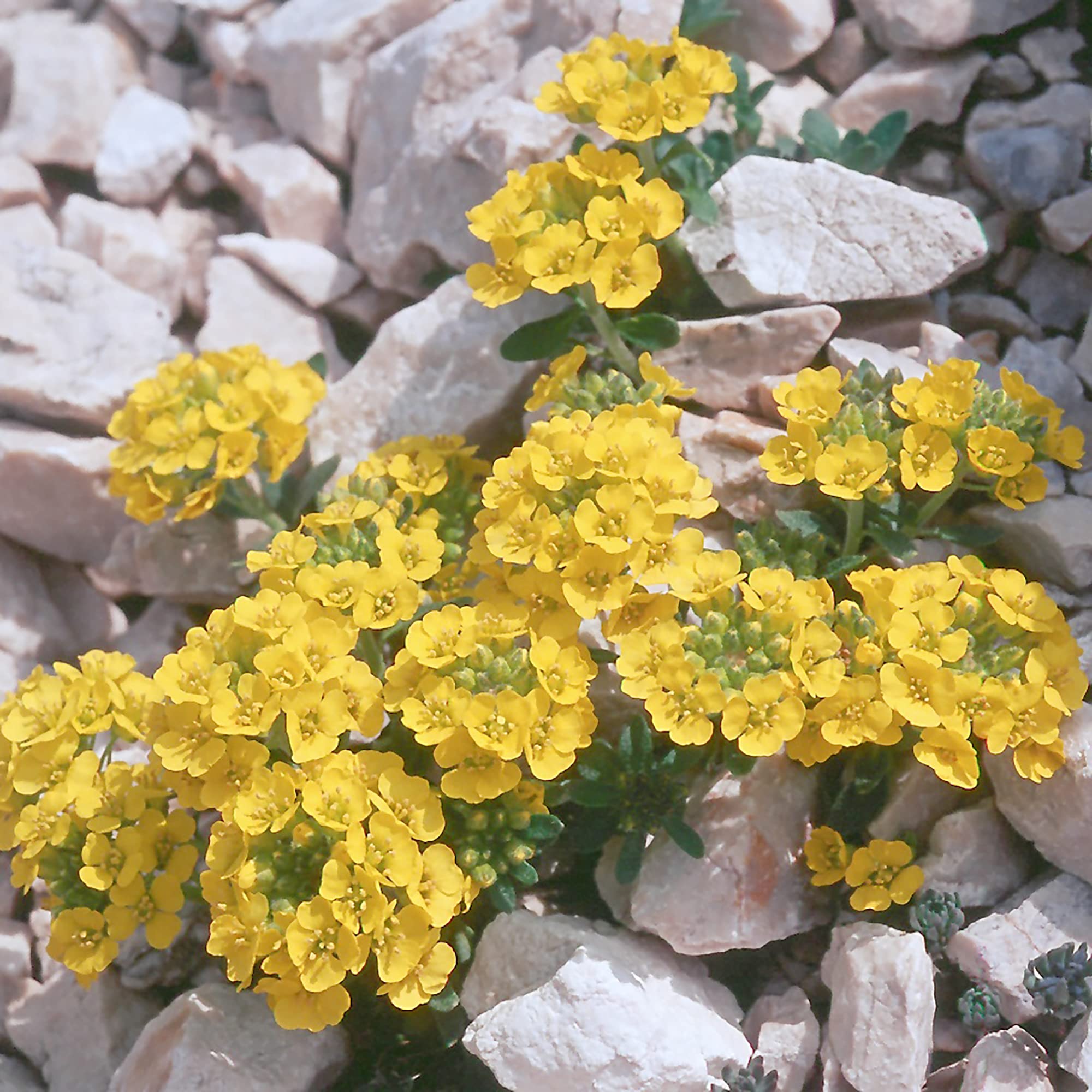 Landscaping With Golden Yellow Alyssum Amazon.com : Yellow Alyssum