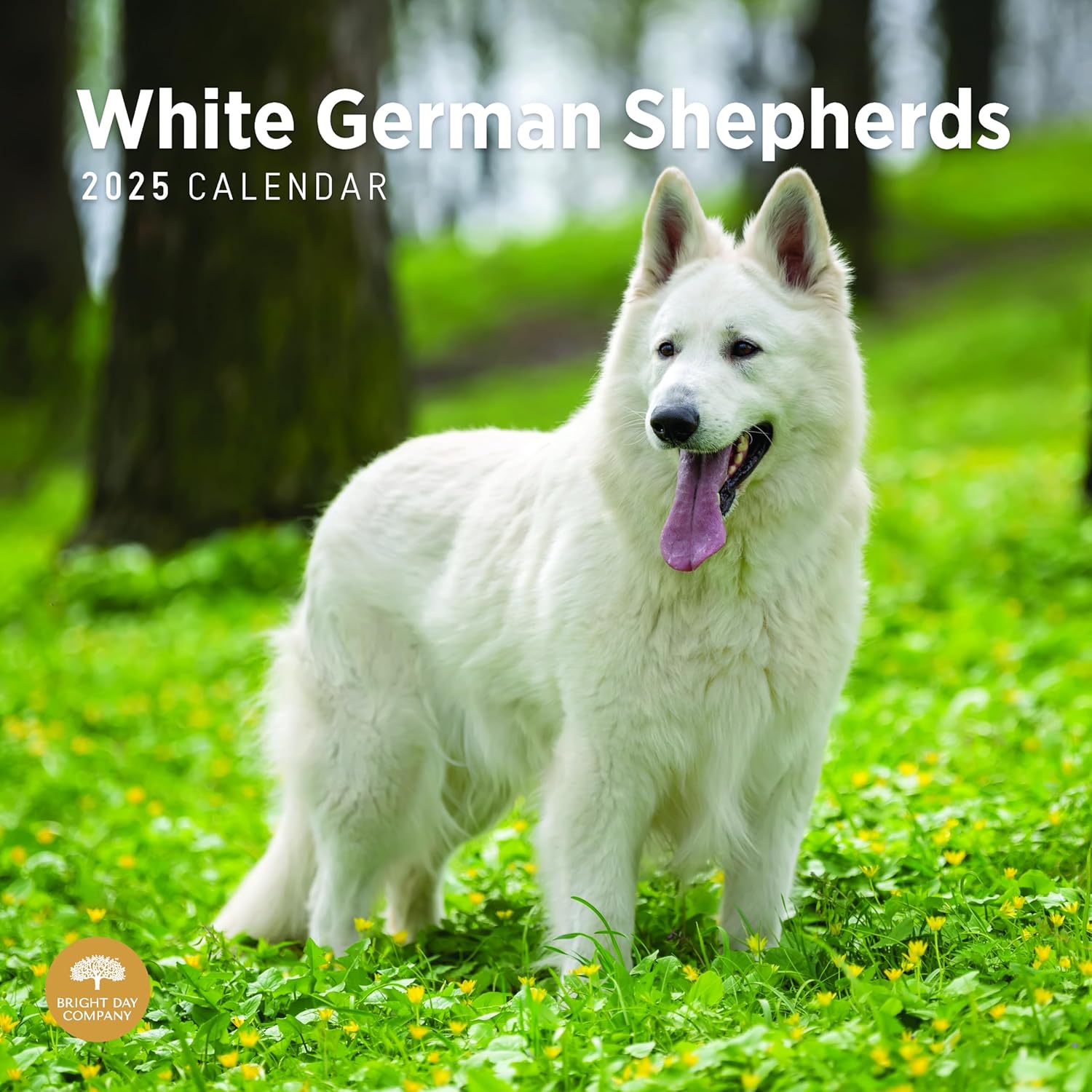 Amazon.com: 2025 White German Shepherds Monthly Wall Calendar by Bright ...