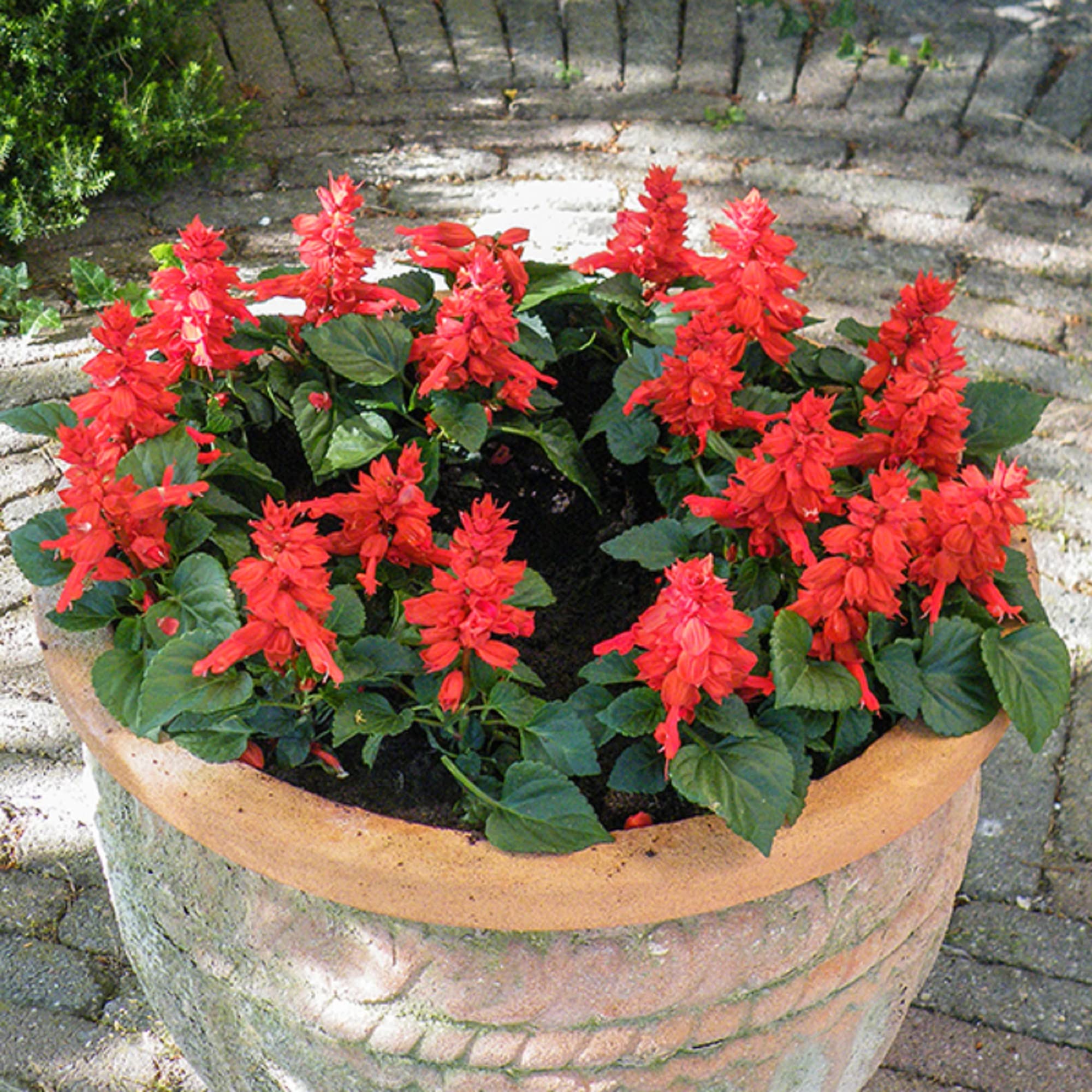 Red Salvia Plant