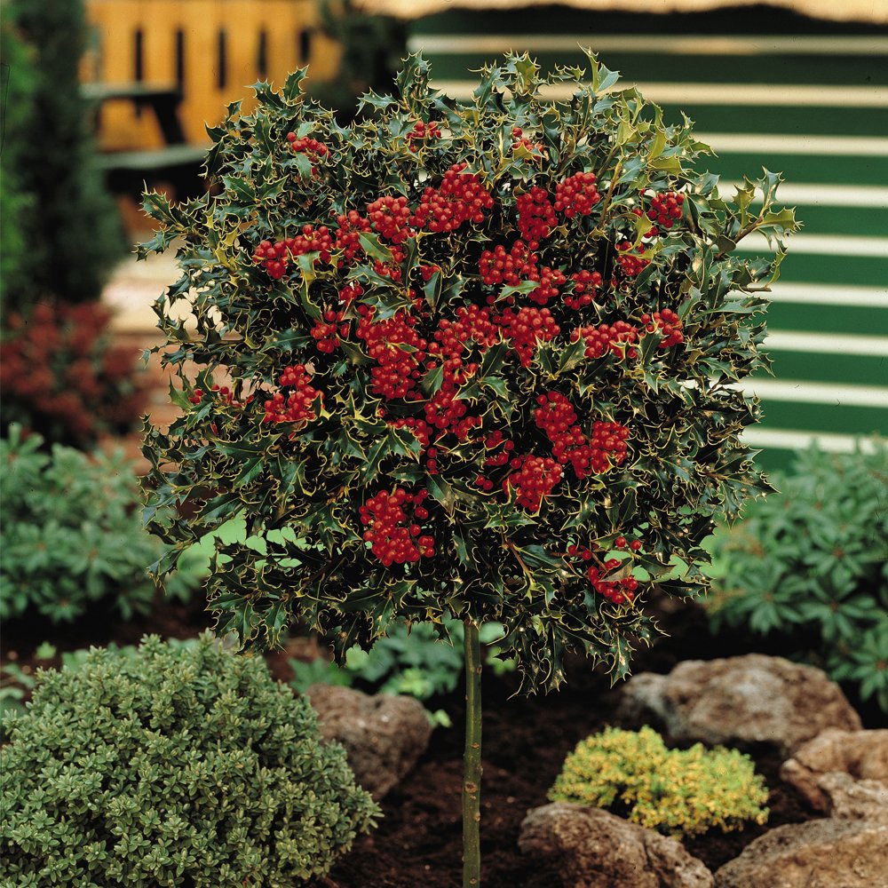 Holiday Plants With Holly Standard Holly Tree Gift Wrapped (2 Pack)