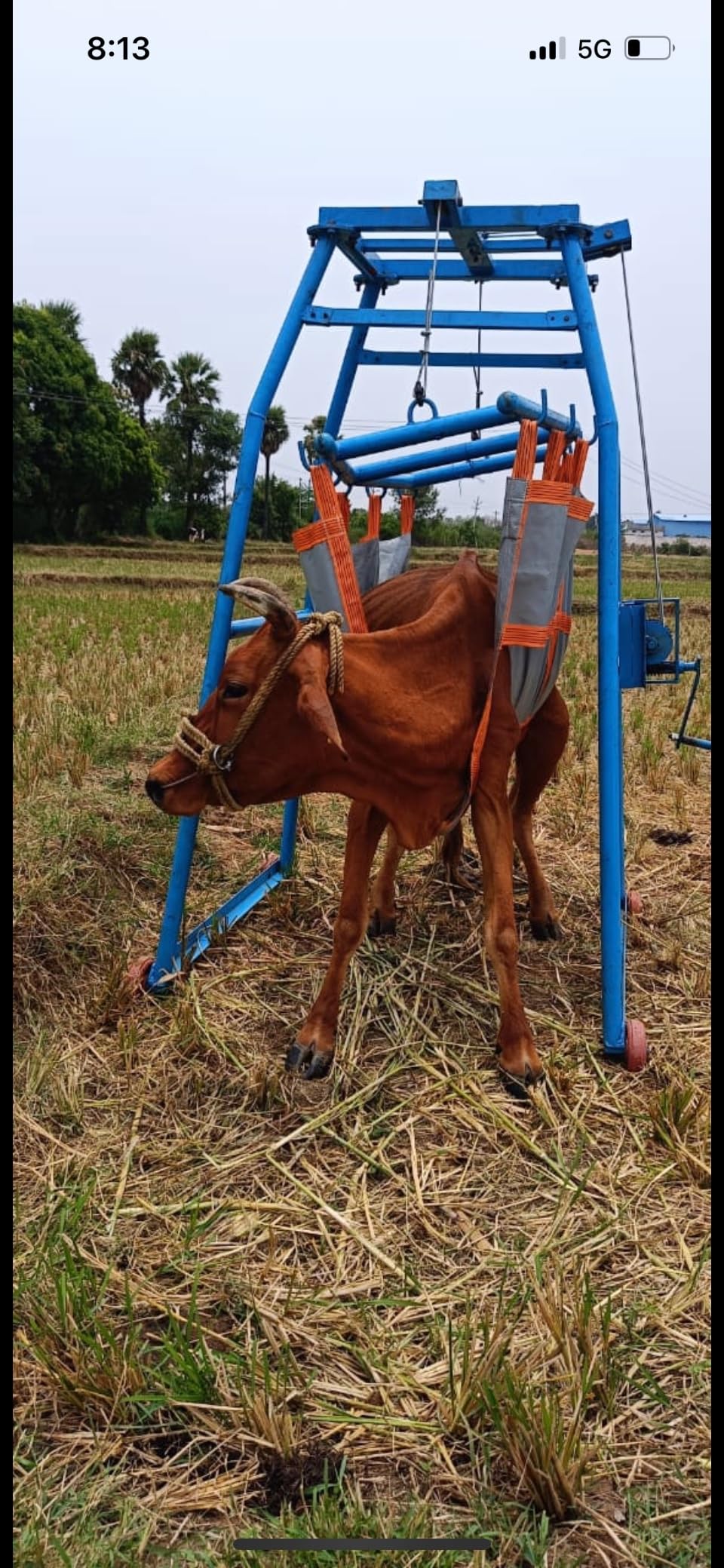 SWADESI KRAFTS Cow Lifting Machine Full Set Weight Capacity up to ...
