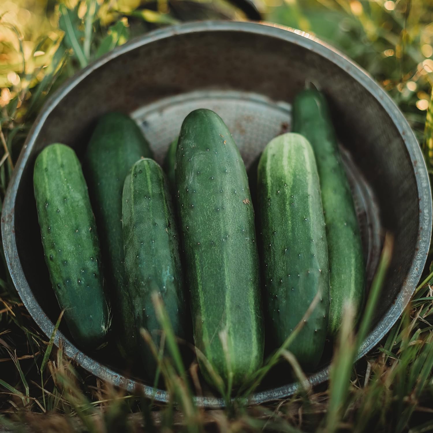 Amazon.com : Straight Eight Cucumber - 25 Seeds - Heirloom & Open ...